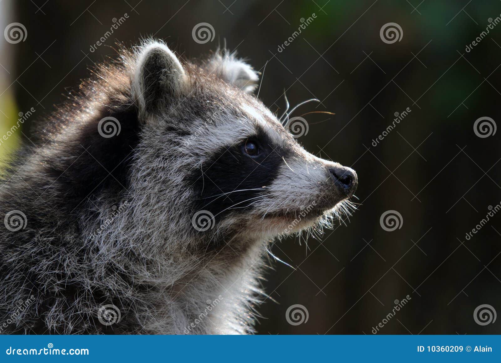 Mapache imagen de archivo. Imagen de fauna, bosque, salvaje - 10360209