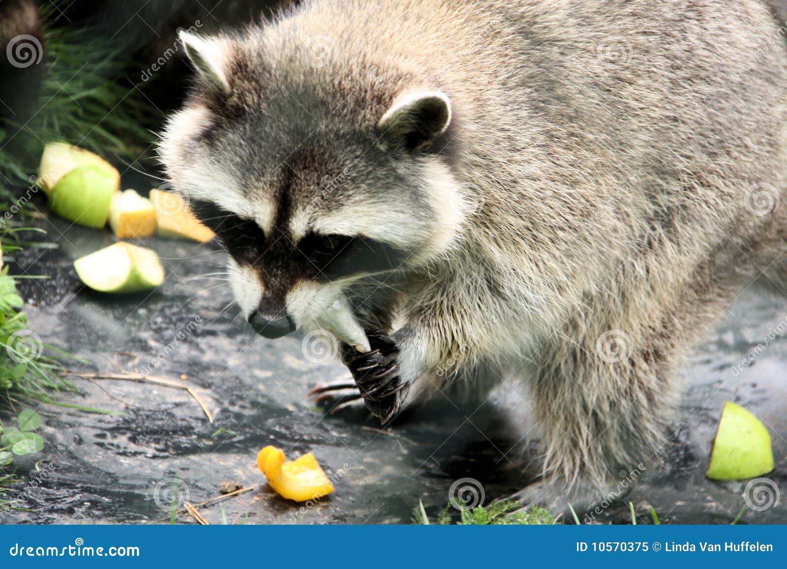 Mapache imagen de archivo. Imagen de standing, dulce - 10570375