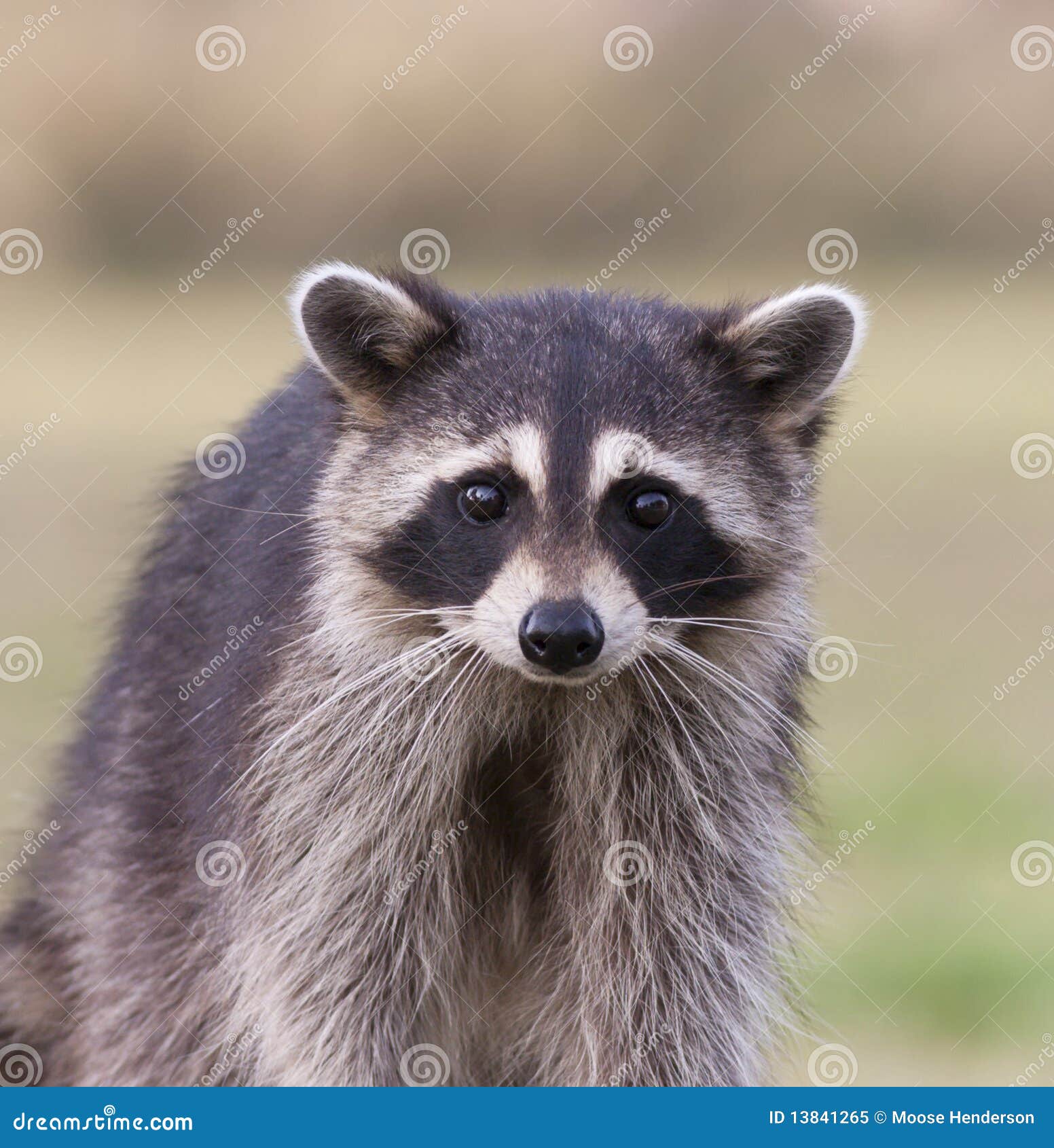 Mapache imagen de archivo. Imagen de fauna, mapache, procyon - 13841265