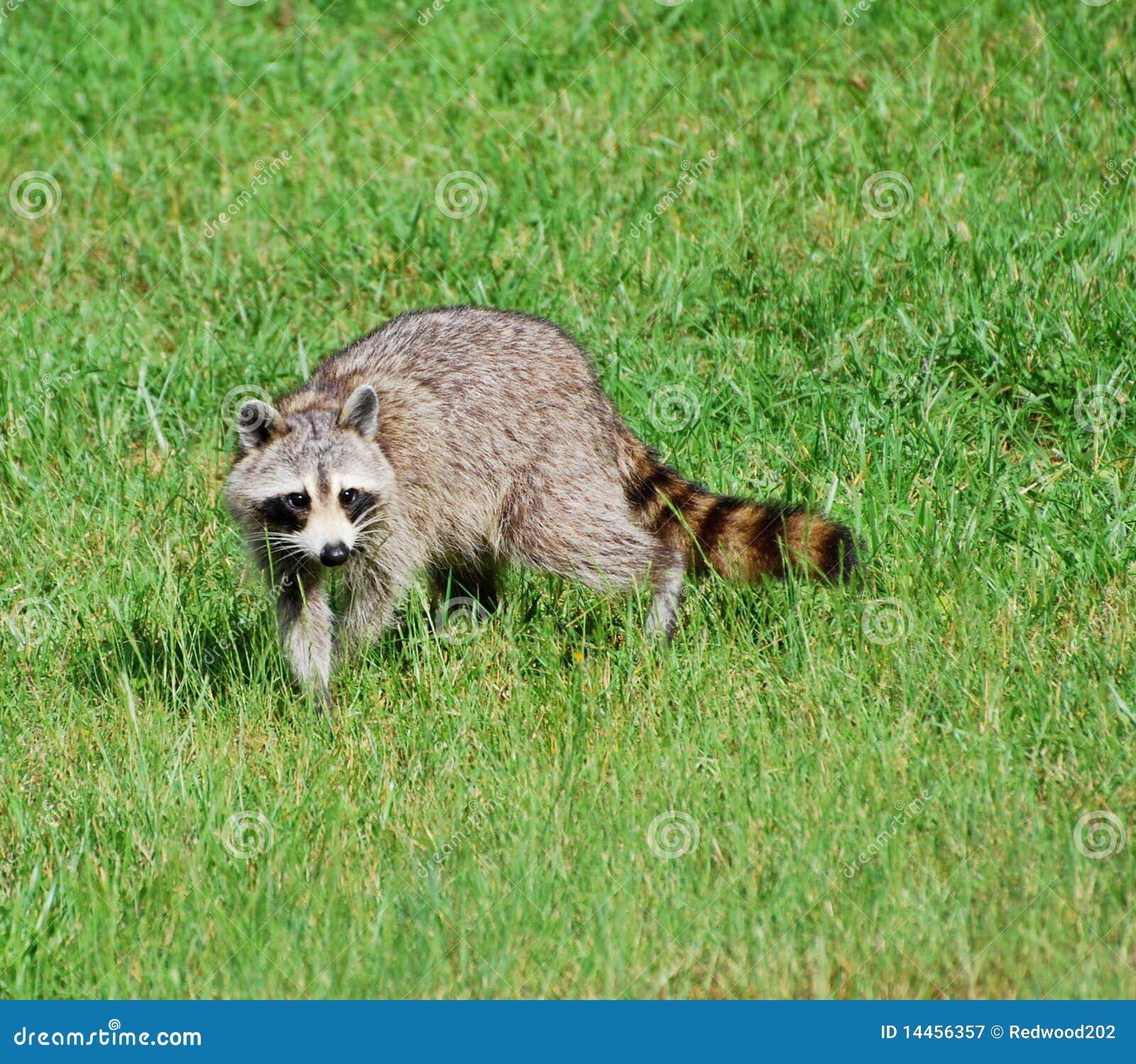 Mapache imagen de archivo. Imagen de piel, animal, cola - 14456357