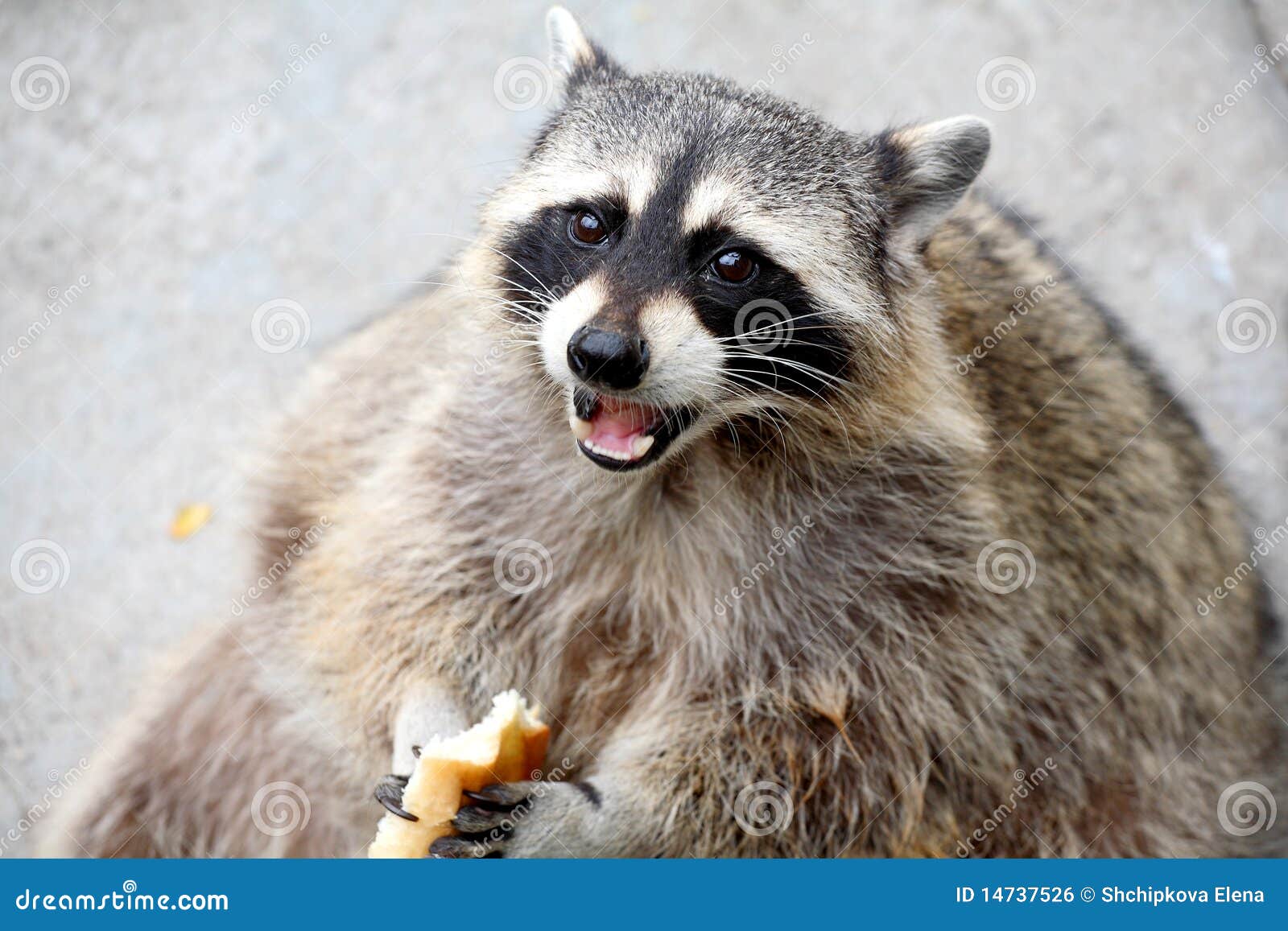 Mapache foto de archivo. Imagen de fauna, curioso, primer - 14737526