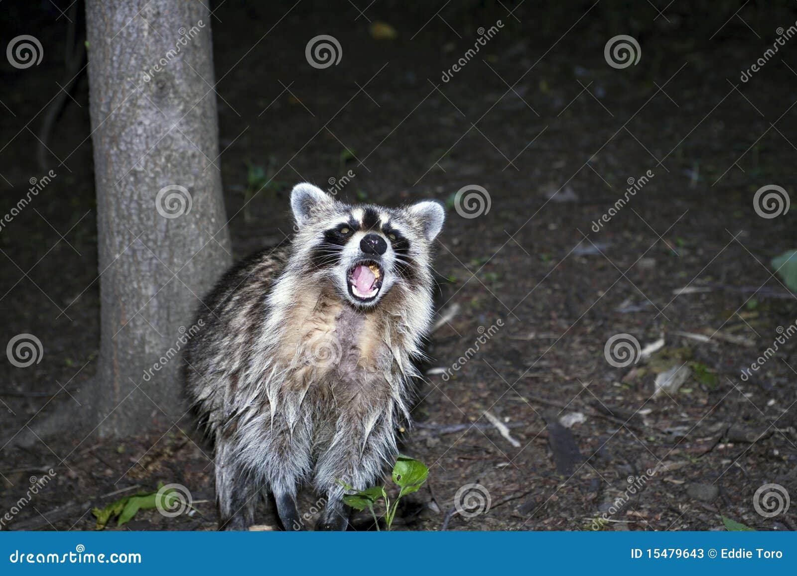 Mapache imagen de archivo. Imagen de criatura, ensangrentado - 15479643