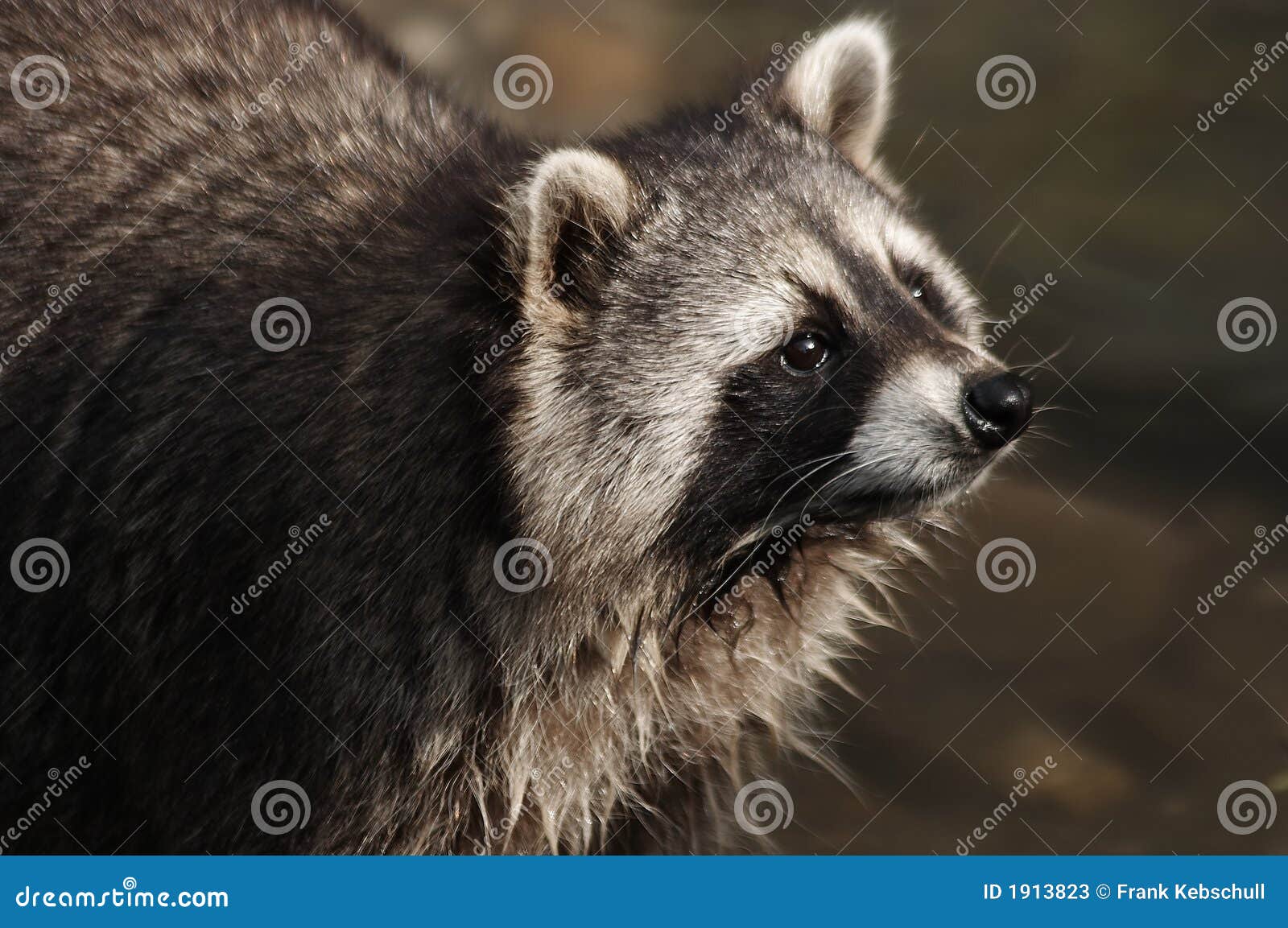 Mapache imagen de archivo. Imagen de reino, fauna, roedor - 1913823