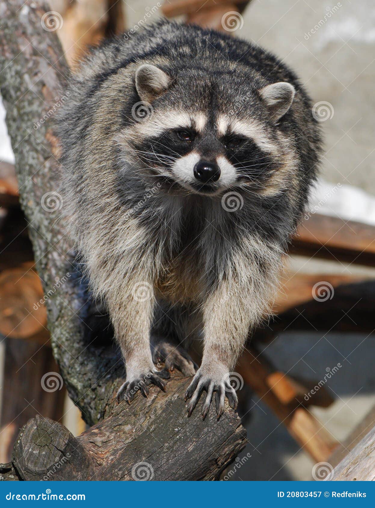 Mapache imagen de archivo. Imagen de divertido, pelo - 20803457