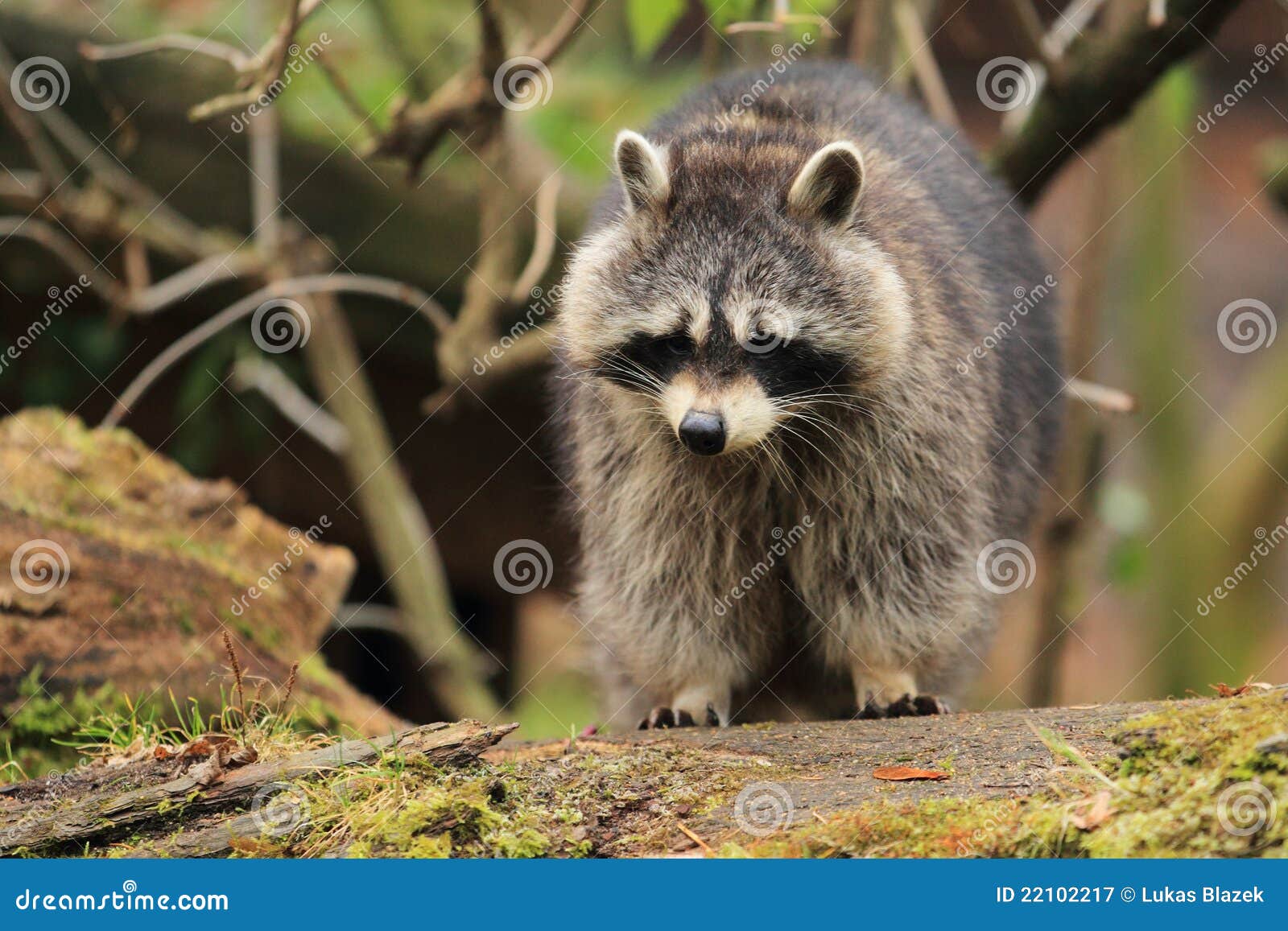 Mapache imagen de archivo. Imagen de cubo, mapache, fauna - 22102217