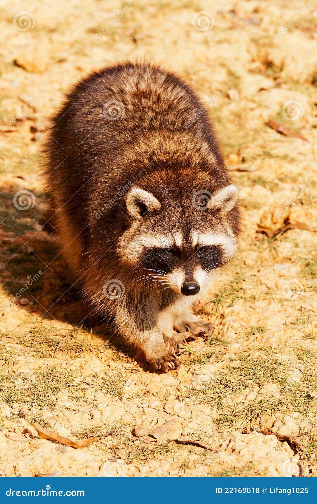 Mapache foto de archivo. Imagen de negro, cachorro, registro - 22169018