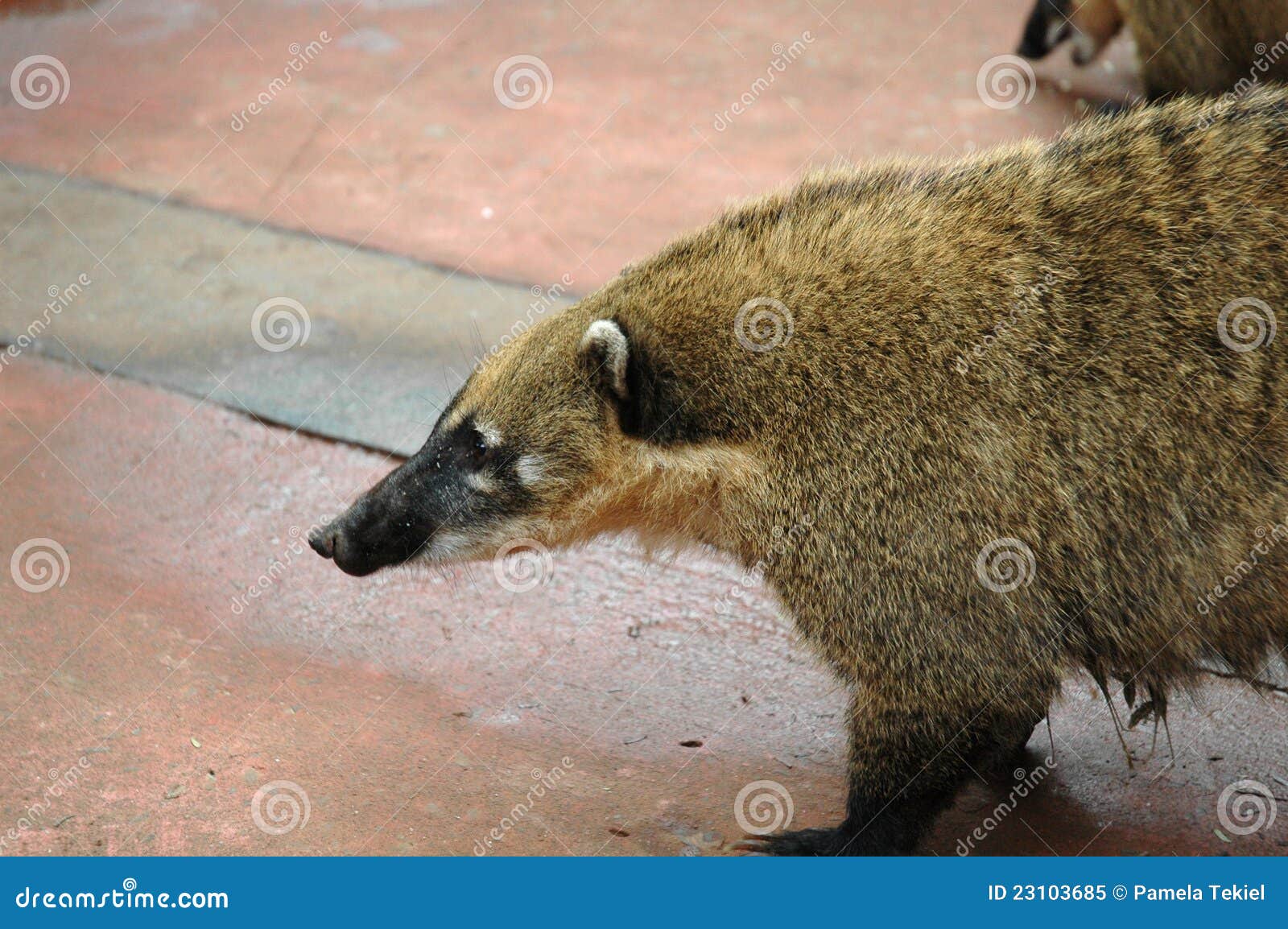 Mapache stock image. Image of america, procyon, ecuador - 23103685