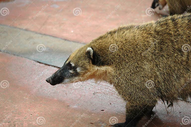 Mapache stock image. Image of america, procyon, ecuador - 23103685