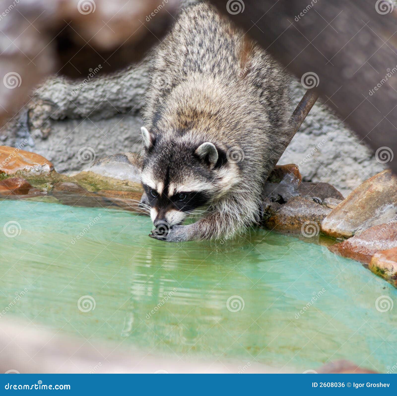 Mapache foto de archivo. Imagen de fauna, maderas, america - 2608036