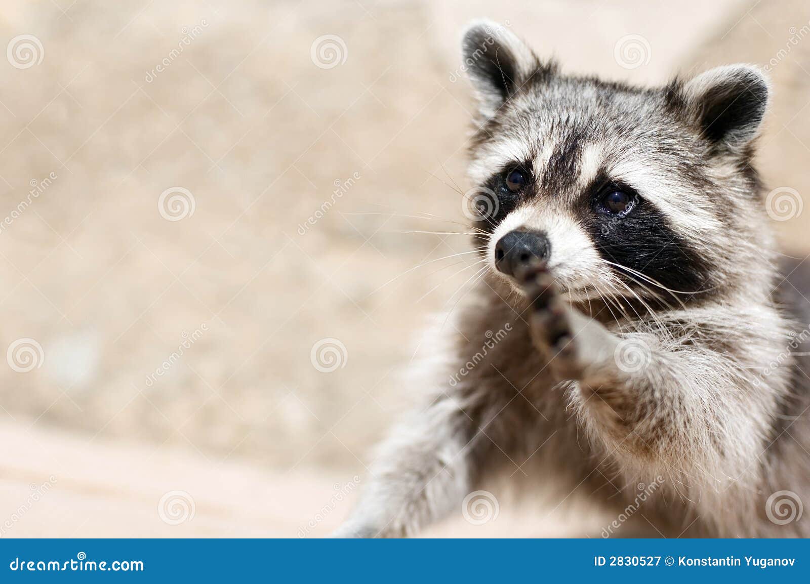 Mapache imagen de archivo. Imagen de fauna, curiosidad - 2830527