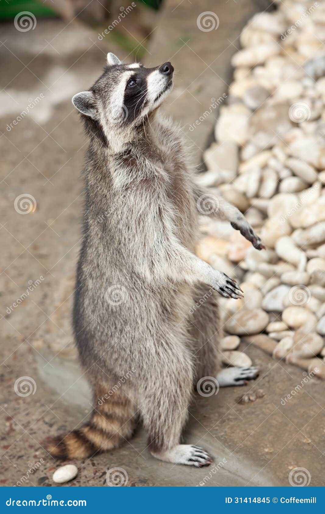 Mapache imagen de archivo. Imagen de parque, animal, travieso - 31414845