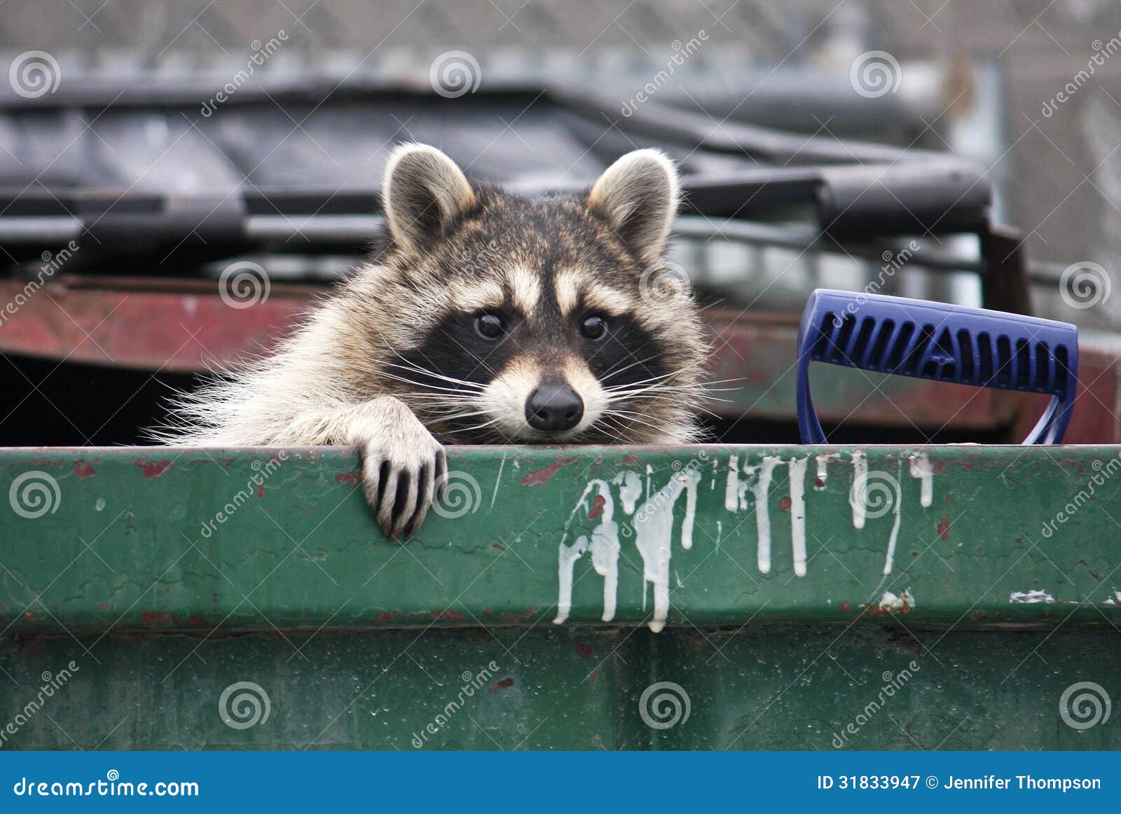Mapache imagen de archivo. Imagen de compartimiento, salvaje - 31833947