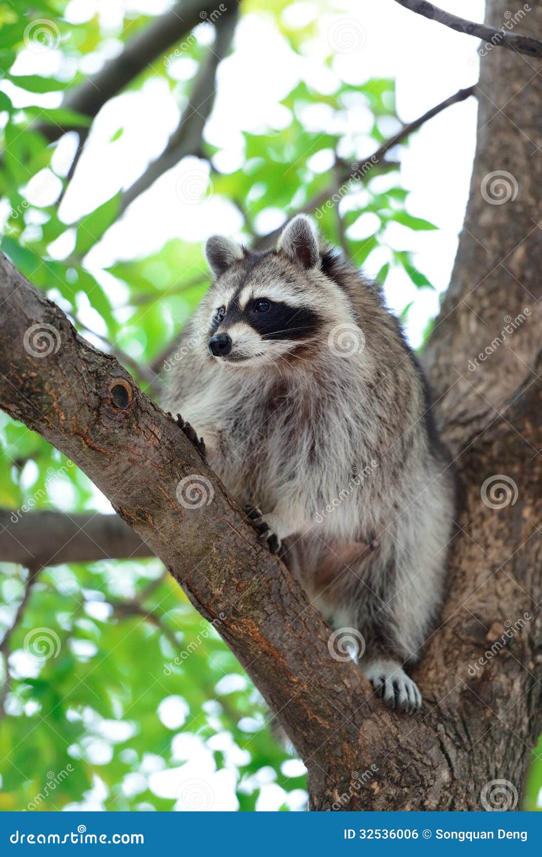 Mapache foto de archivo. Imagen de primer, salvaje, cubo - 32536006
