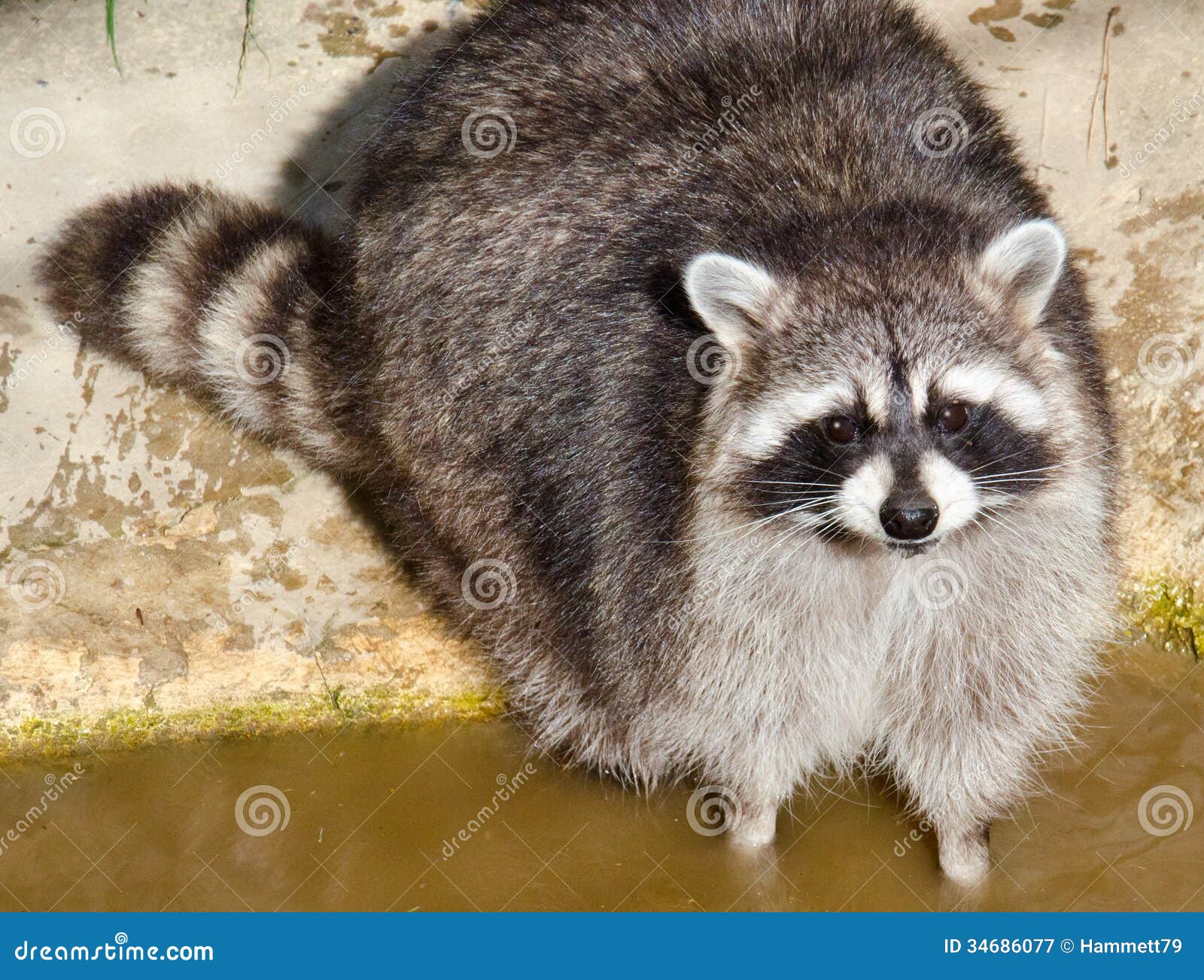 Mapache imagen de archivo. Imagen de lindo, exterior - 34686077