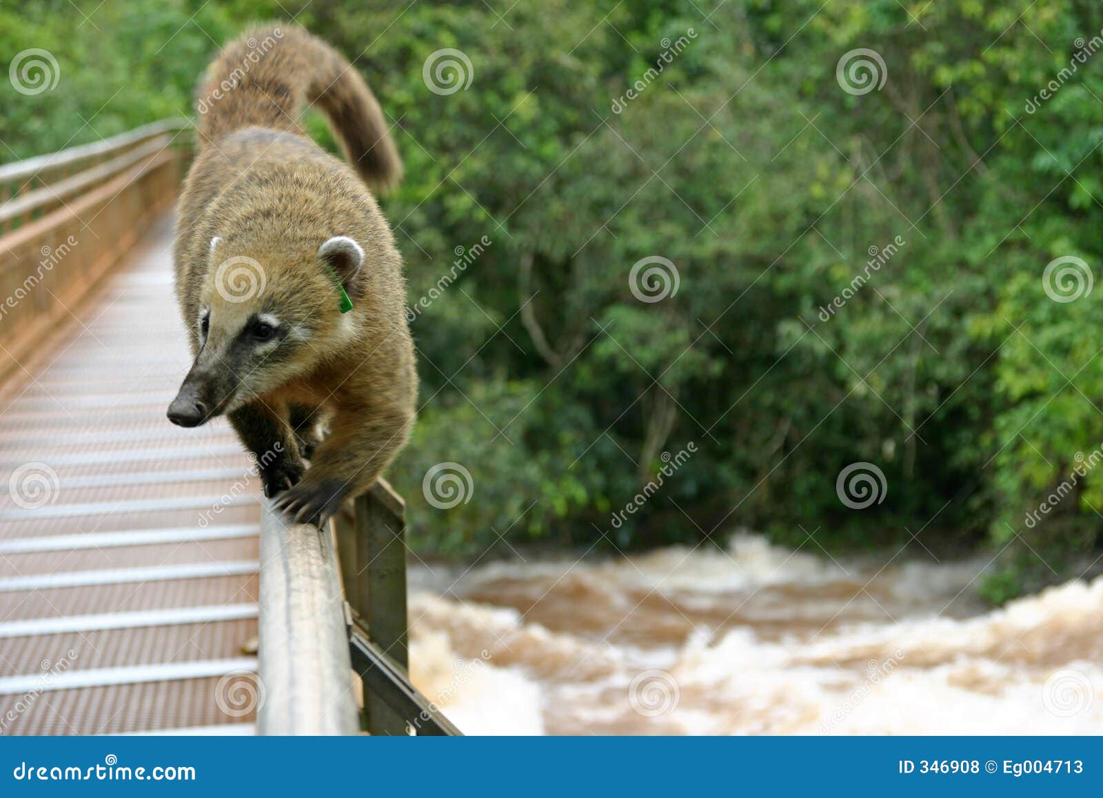 Mapache foto de archivo. Imagen de mapache, grande, barbas - 346908