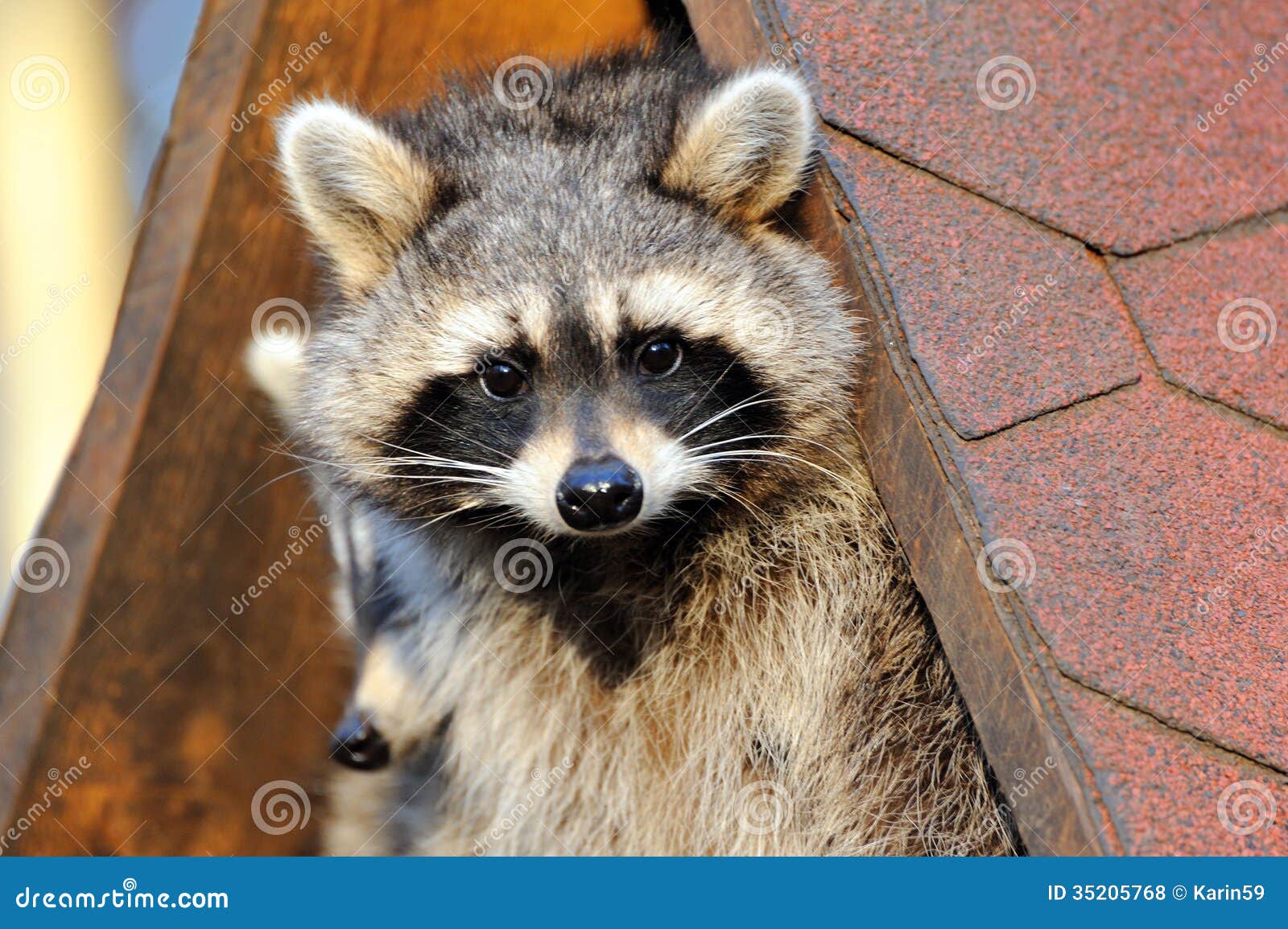 Mapache foto de archivo. Imagen de animal, mirada, exterior - 35205768