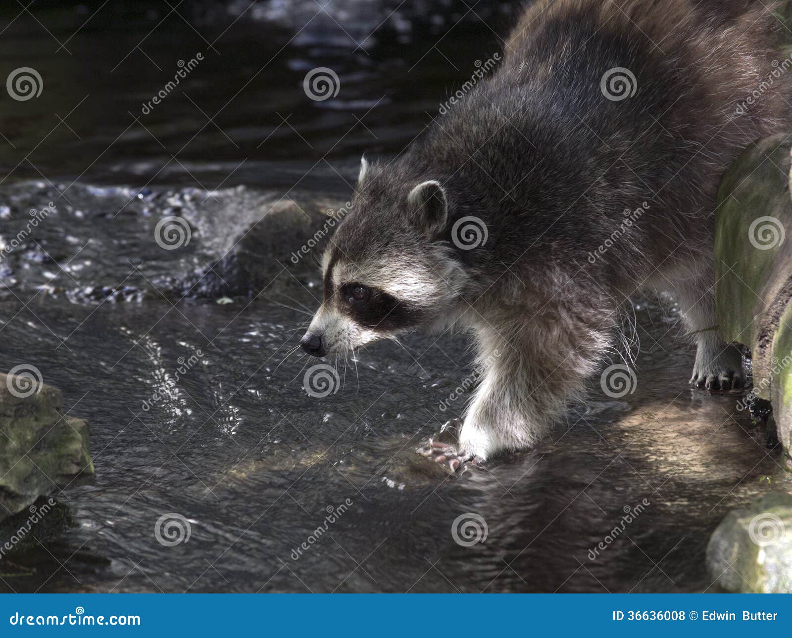 Mapache foto de archivo. Imagen de ambiente, norte, despredador - 36636008