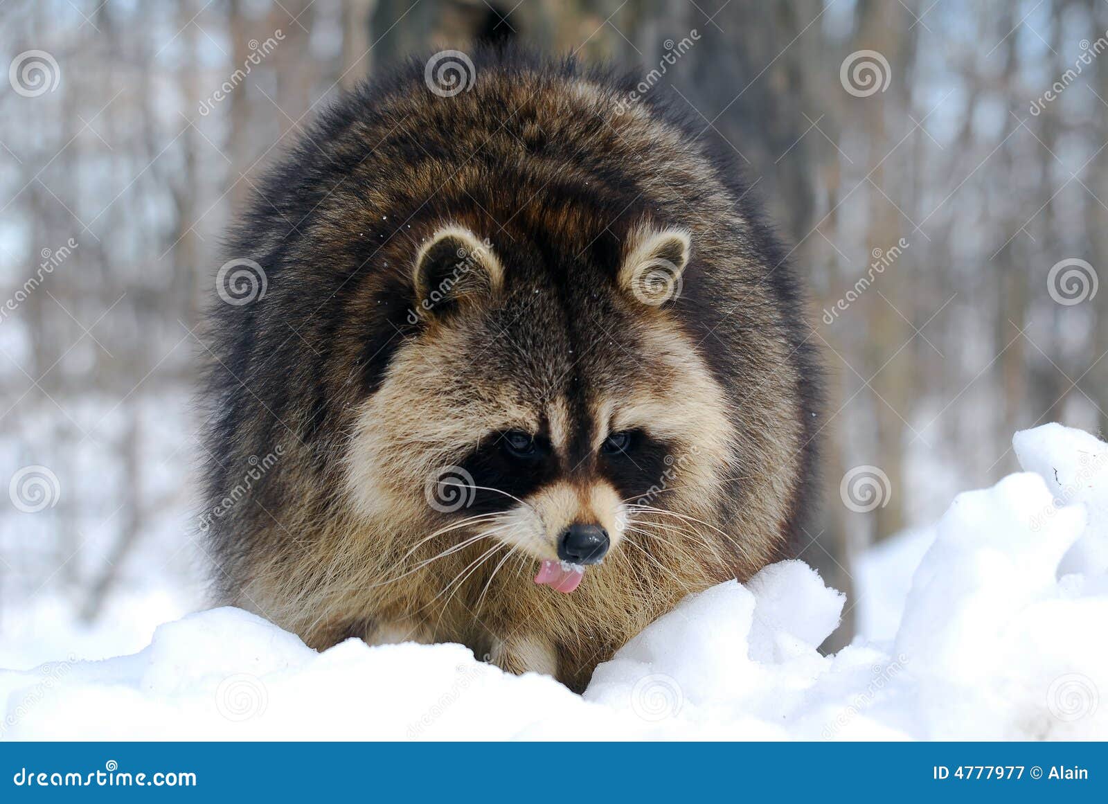 Mapache imagen de archivo. Imagen de cubo, insensible - 4777977