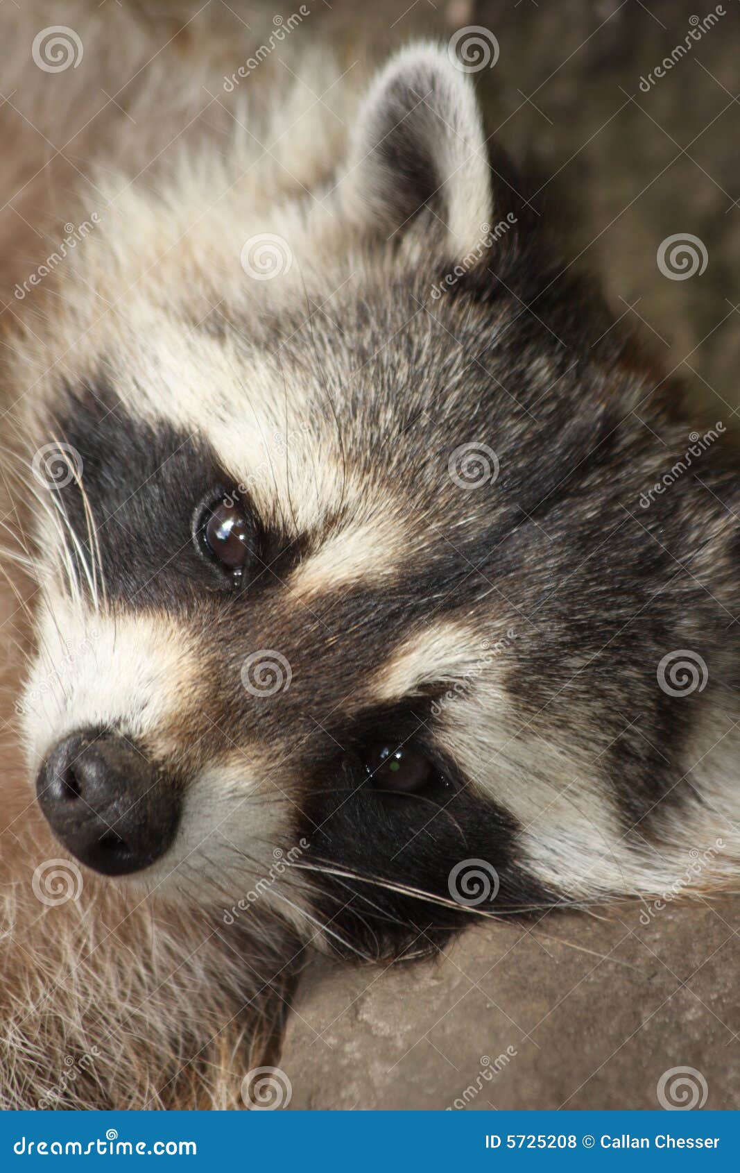 Mapache foto de archivo. Imagen de divertido, travieso - 5725208