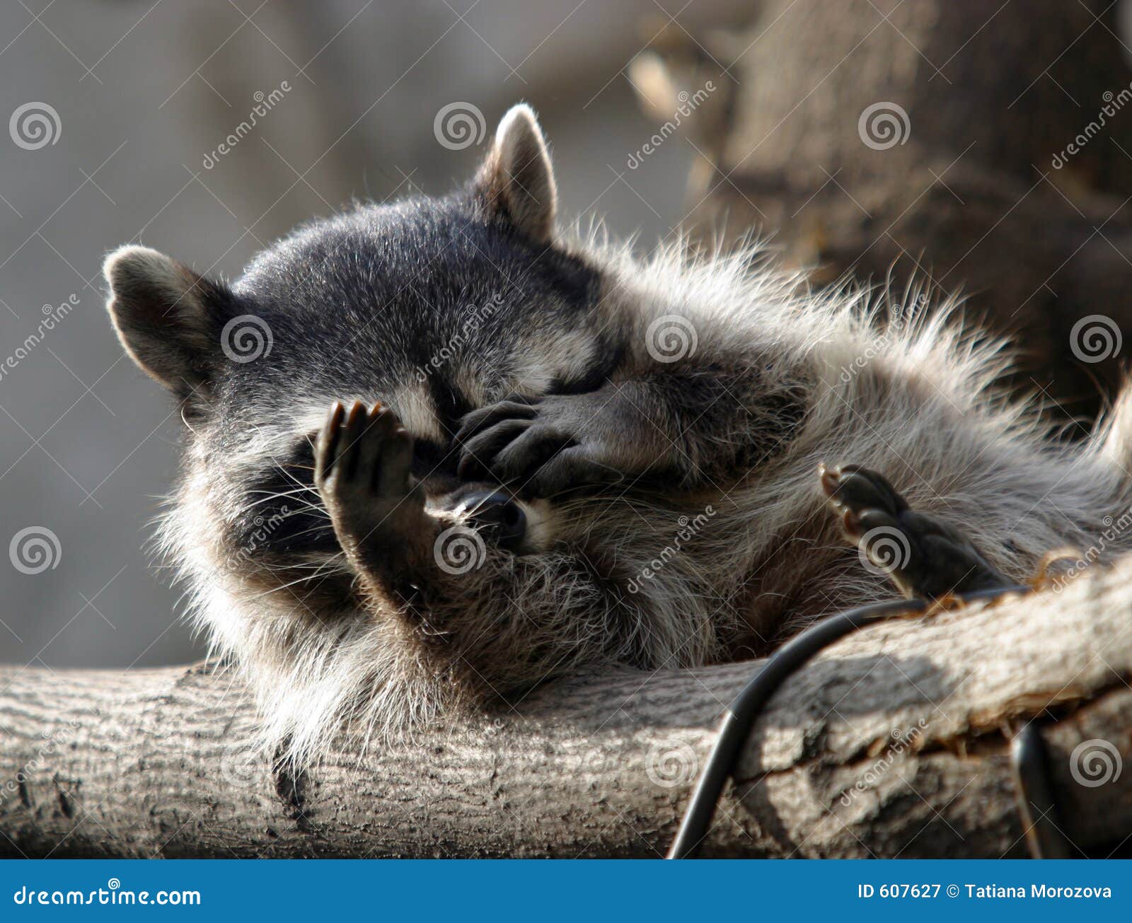 Mapache imagen de archivo. Imagen de salvaje, cierre, bozal - 607627