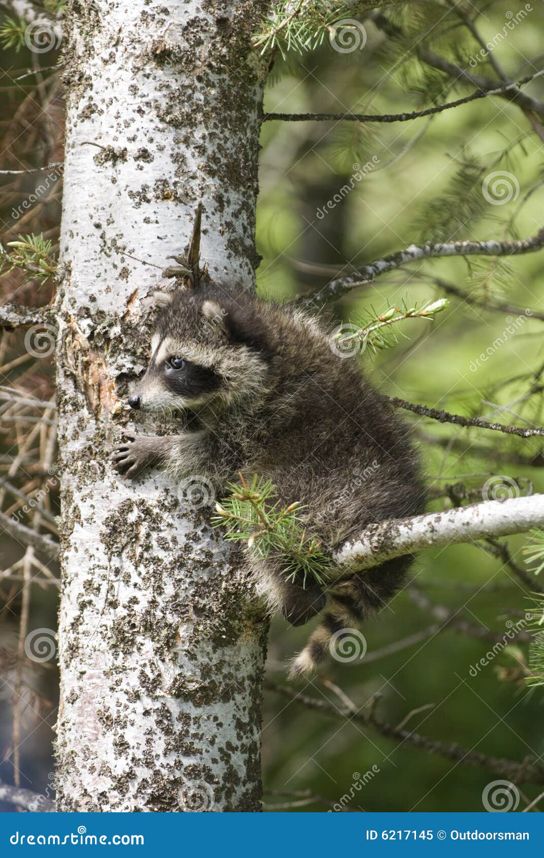 Mapache imagen de archivo. Imagen de fauna, selva, tronco - 6217145