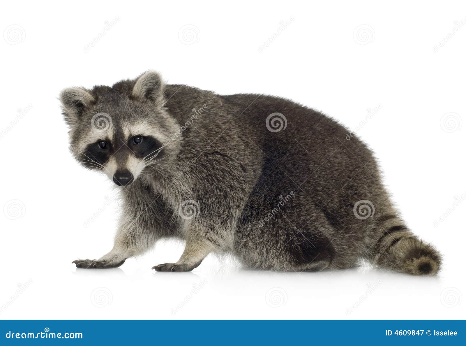 Mapache (9 Meses) - Lotor Del Procyon Imagen de archivo - Imagen de ...