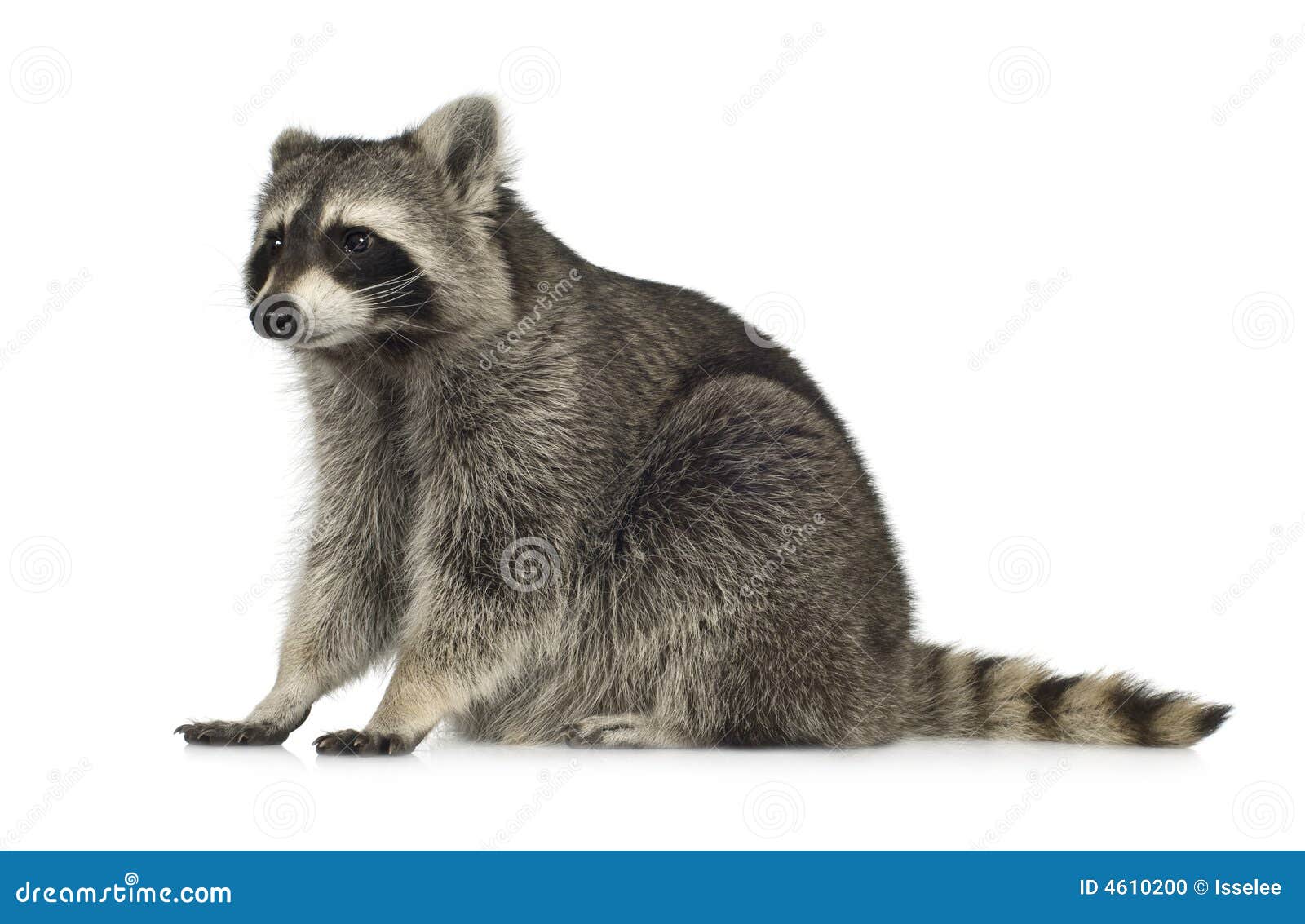 Mapache (9 Meses) - Lotor Del Procyon Foto de archivo - Imagen de ...