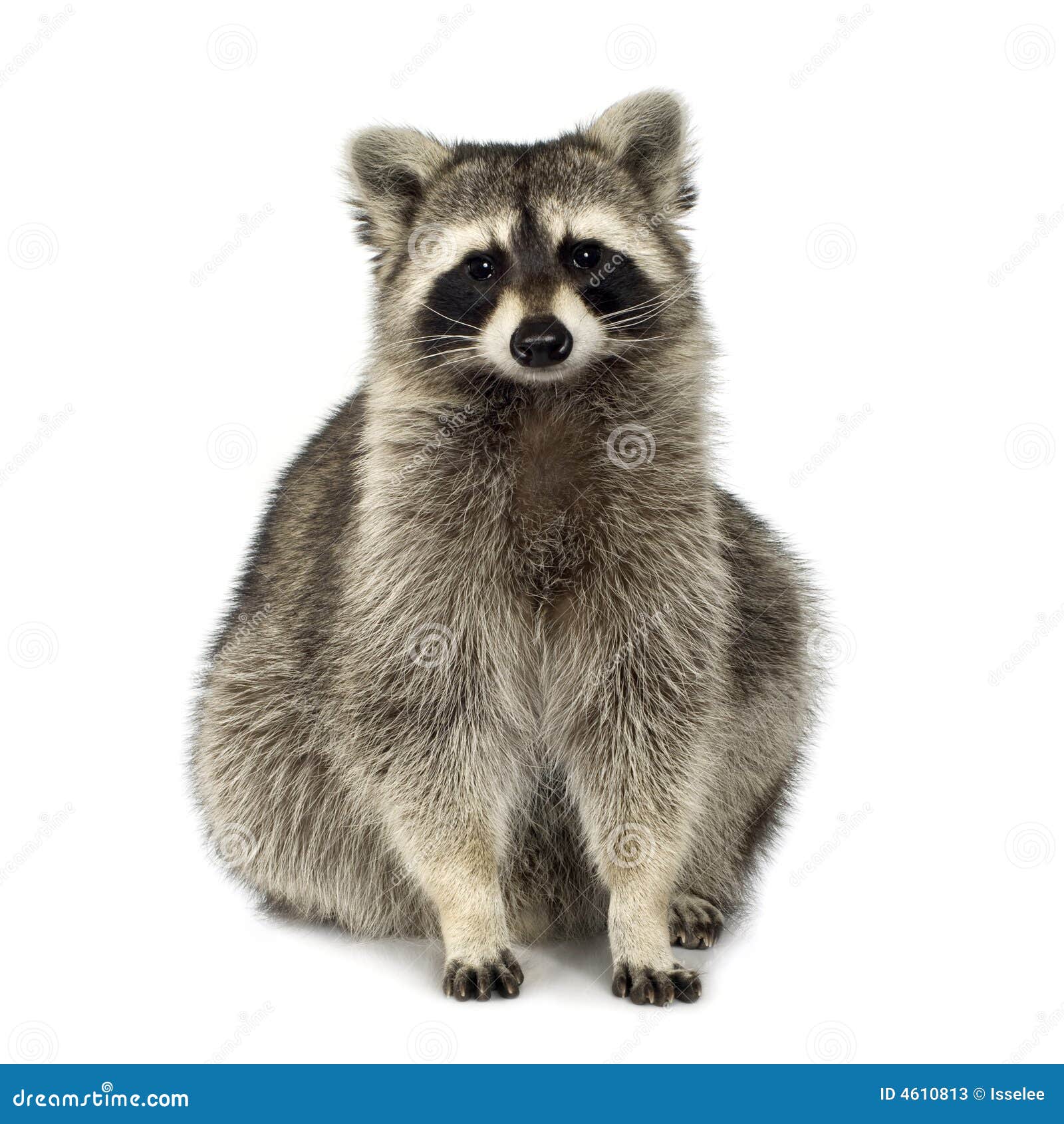 Mapache (9 Meses) - Lotor Del Procyon Imagen de archivo - Imagen de ...