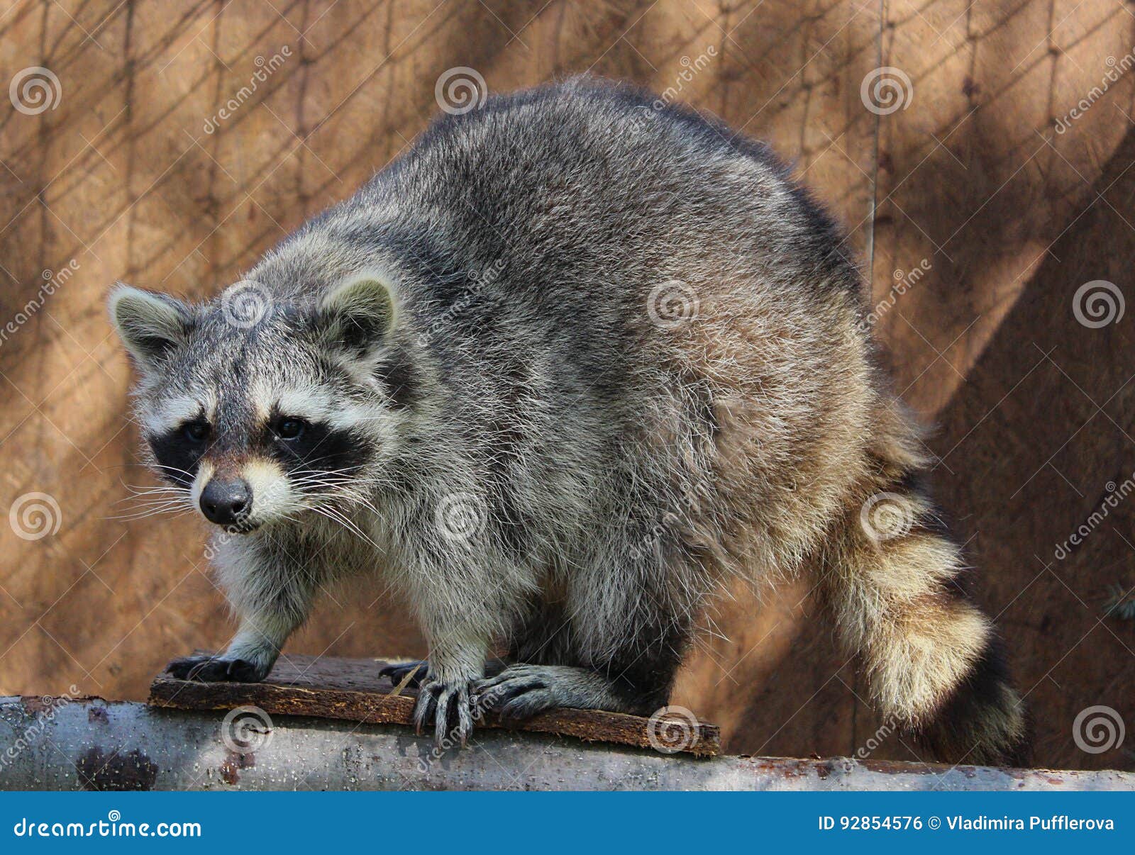 Mapache foto de archivo. Imagen de cola, cautiverio, salvaje - 92854576