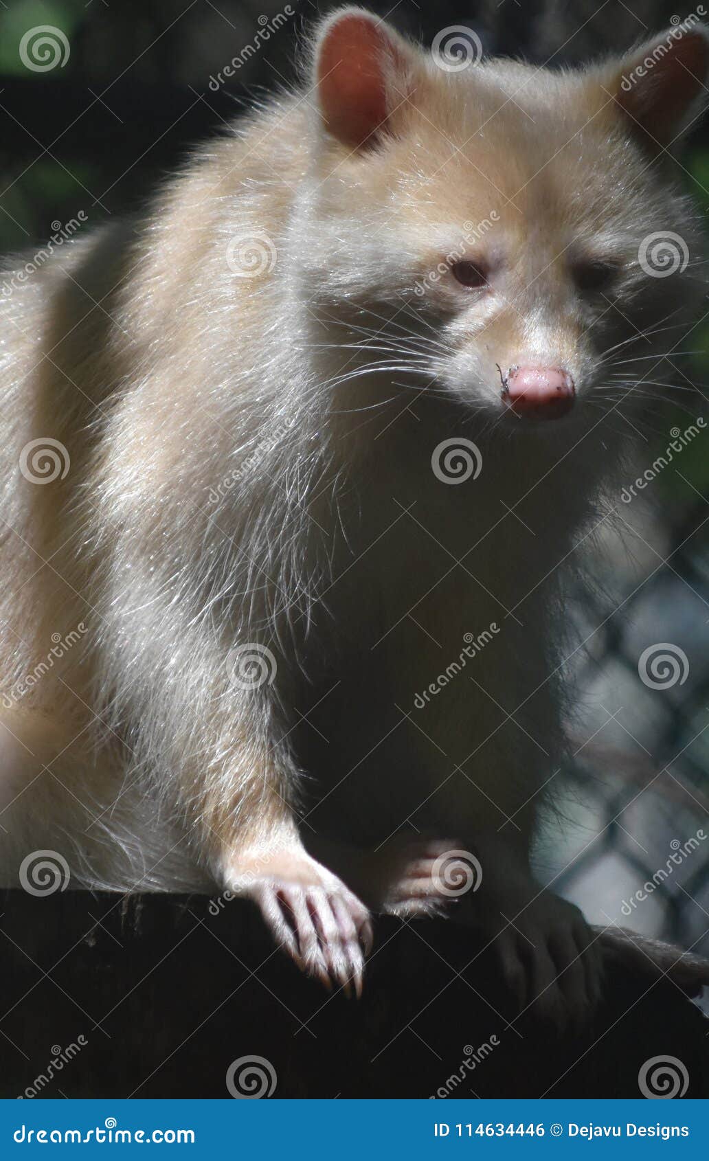Mapache Blanco Con Una Nariz Rosada Mojada Foto de archivo - Imagen de ...