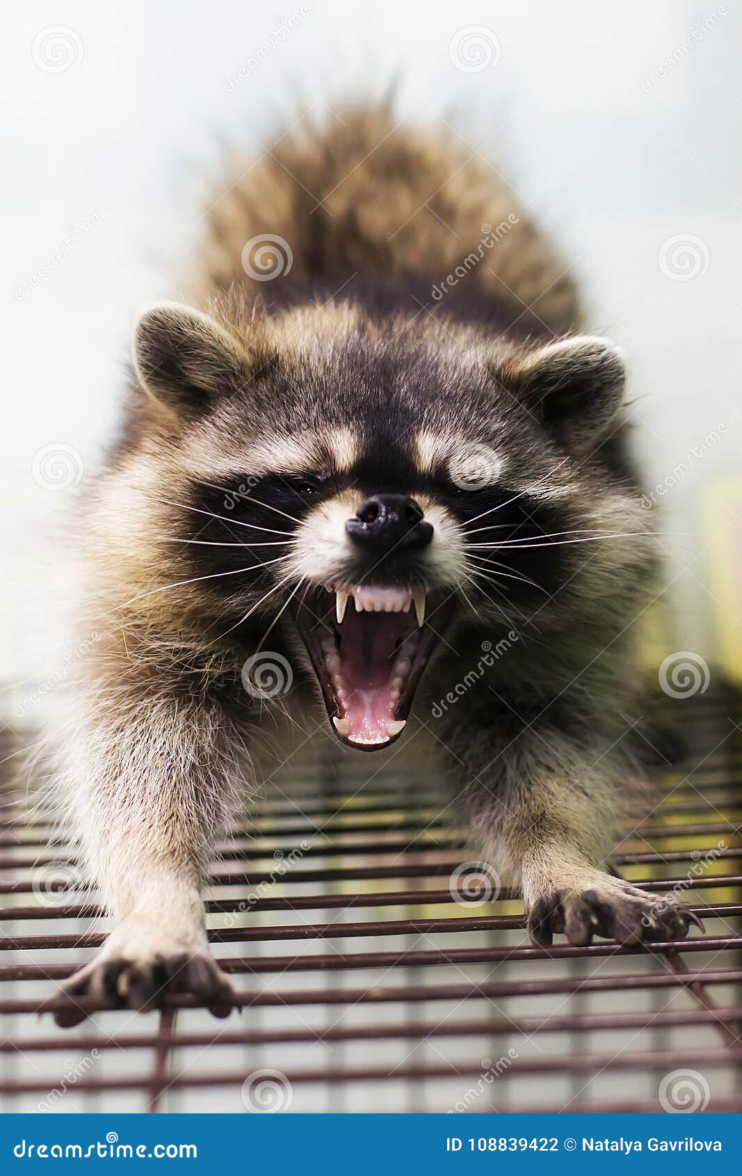Mapache, Boca Abierta, Dientes Foto de archivo - Imagen de hermoso ...