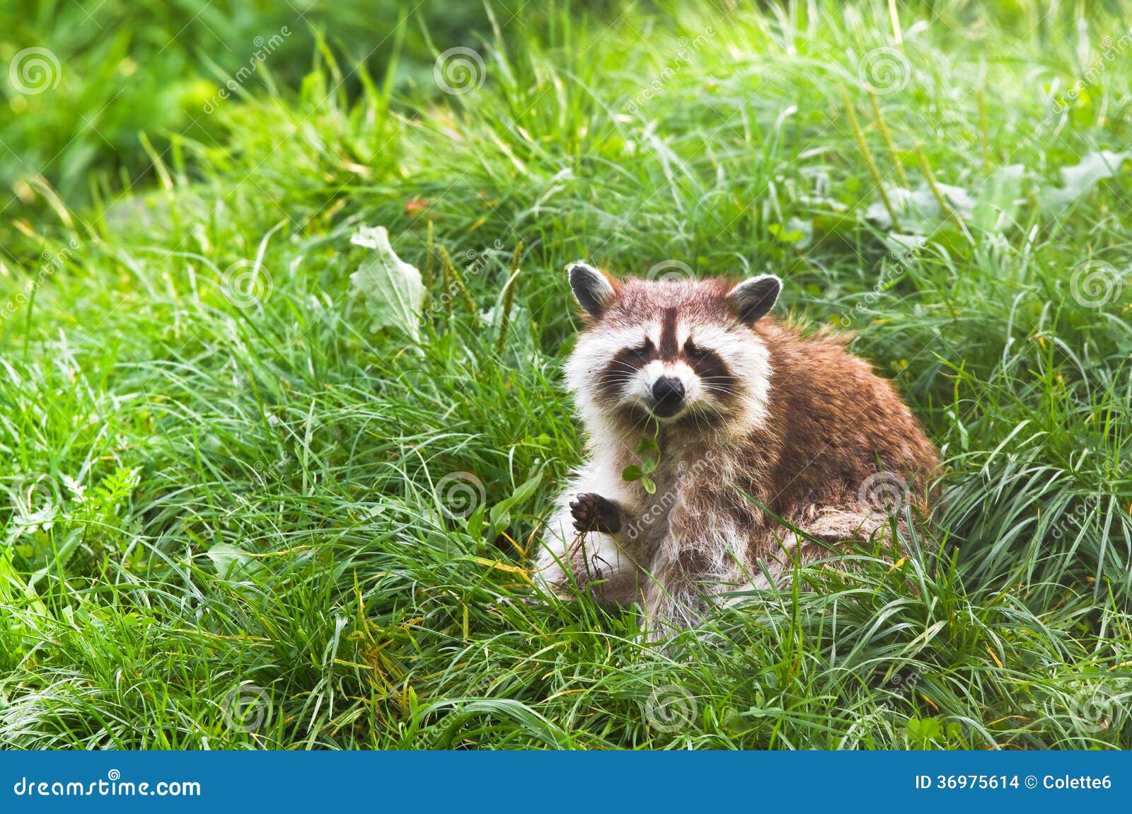 Mapache Común O Lotor Del Procyon Foto de archivo - Imagen de hierba ...
