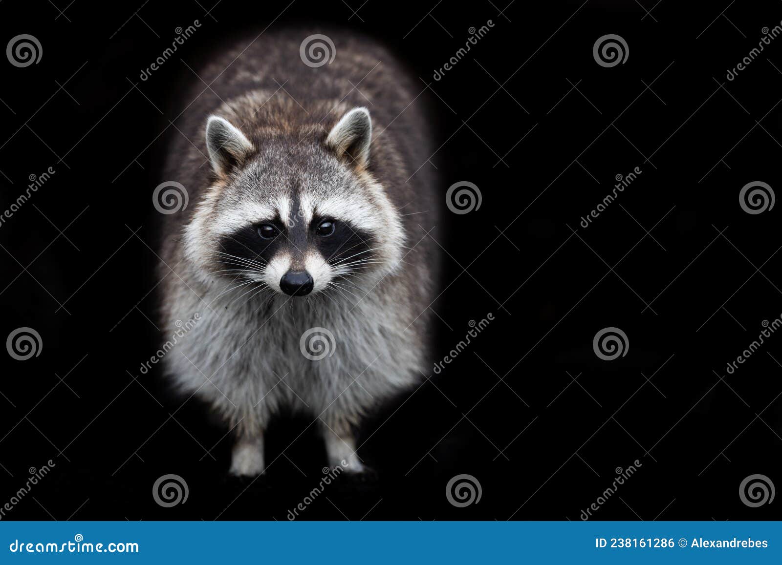 Mapache con fondo negro foto de archivo. Imagen de bosque - 238161286