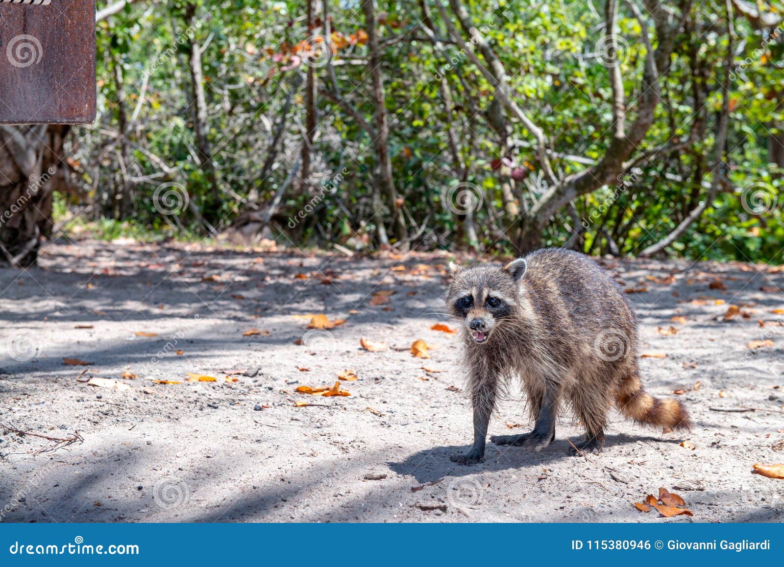 Mapache Con La Boca Abierta En El Parque Foto de archivo - Imagen de ...