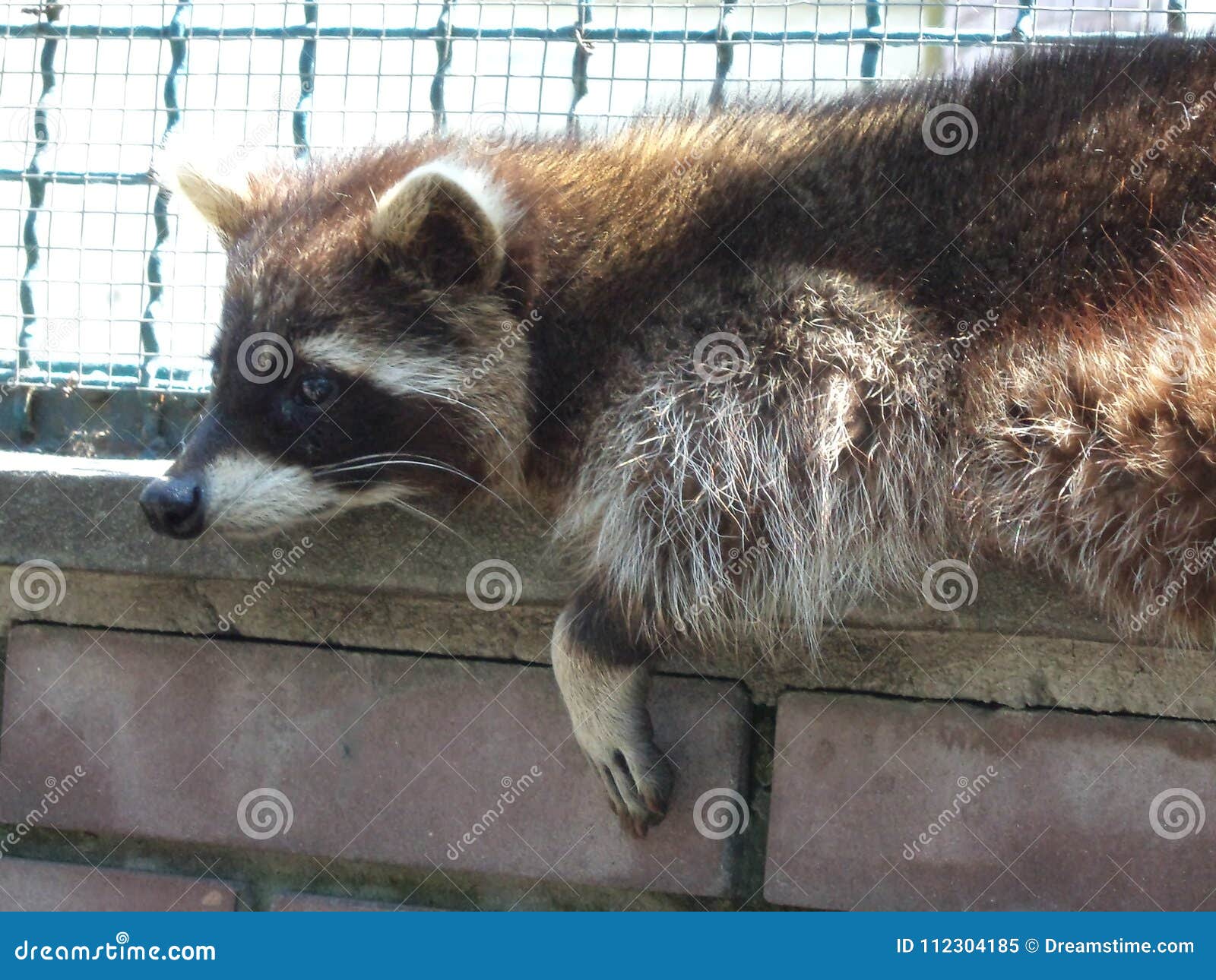 Mapache Con La Piel Hermosa Imagen de archivo - Imagen de mapache ...