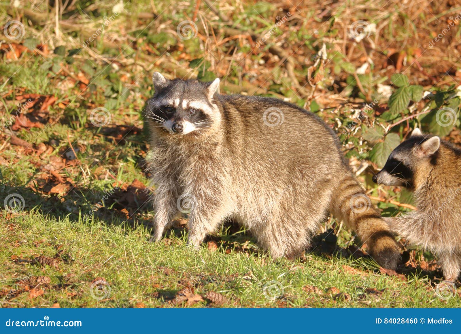 Mapache De La Hembra Adulta Foto de archivo - Imagen de mapache, cara ...