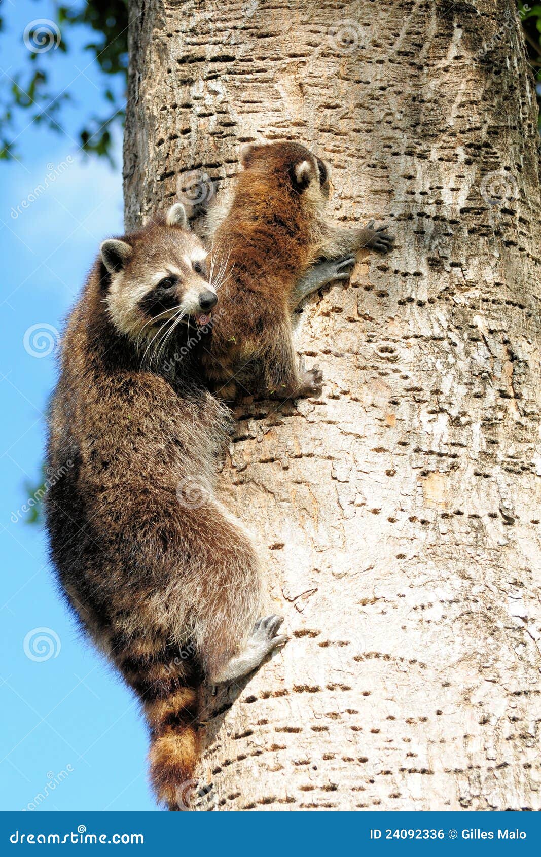Mapache De La Madre Con Su Bebé Foto de archivo - Imagen de negro ...