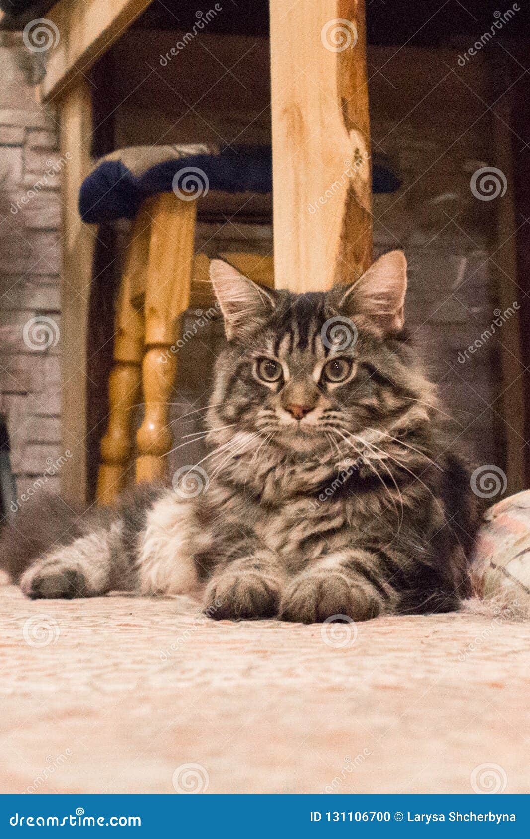 Mapache De Maine Del Gato De Gato Atigrado Foto de archivo - Imagen de ...