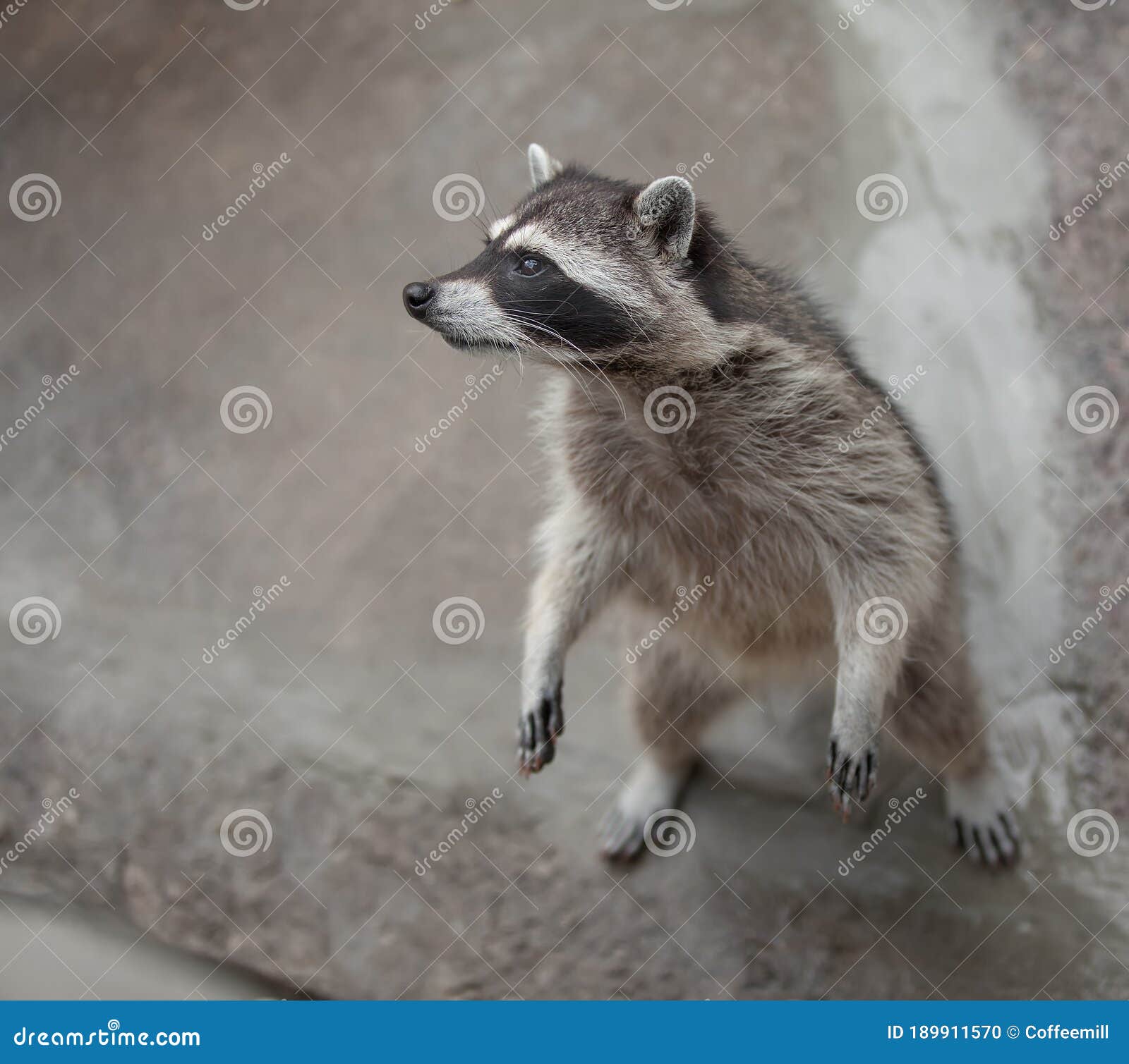 Mapache foto de archivo. Imagen de gris, piedra, mapache - 189911570