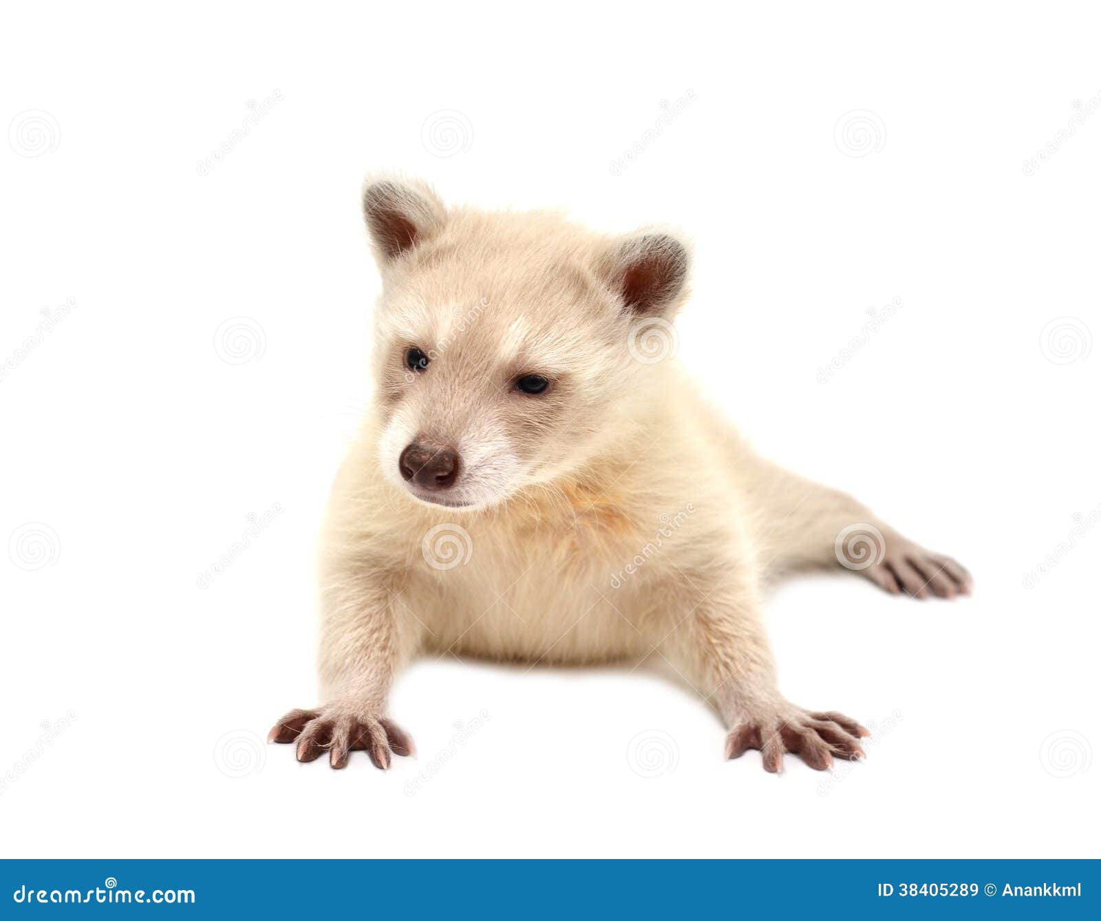 Mapache Del Albino Del Bebé Aislado Imagen de archivo - Imagen de ...