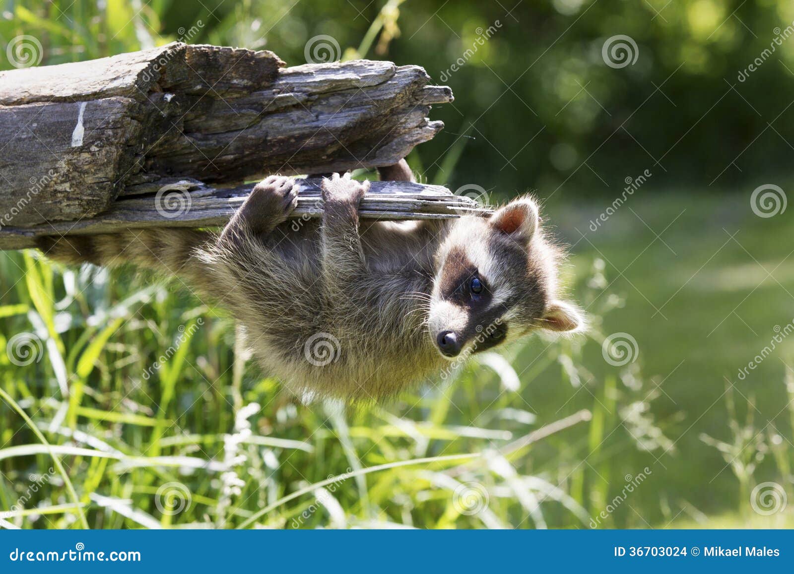 Mapache del bebé foto de archivo. Imagen de social, cola - 36703024