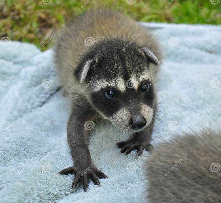 Mapache del bebé imagen de archivo. Imagen de modelo - 39641755