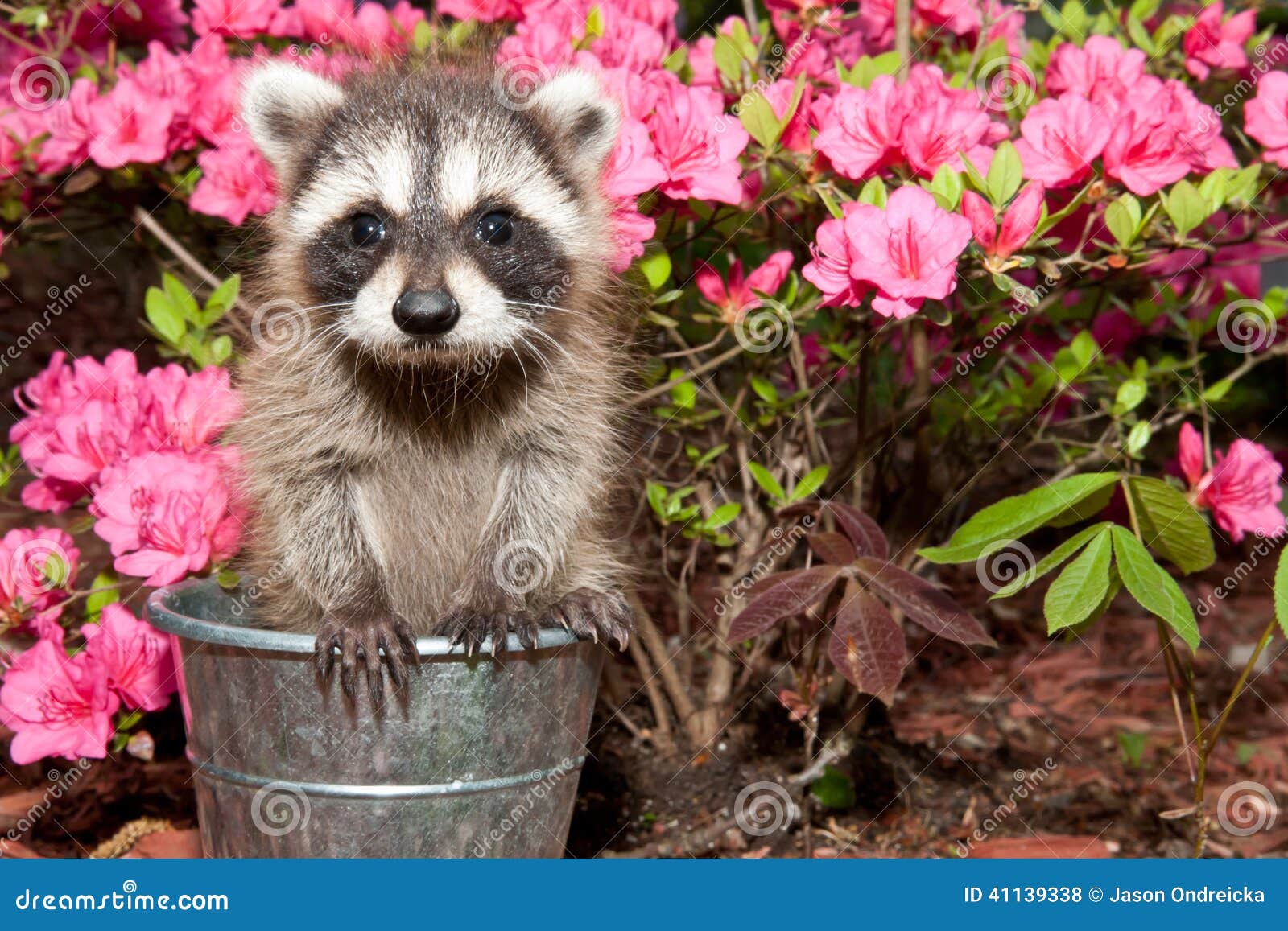 246 Mapache Con La Flor Fotos de stock - Fotos libres de regalías de ...