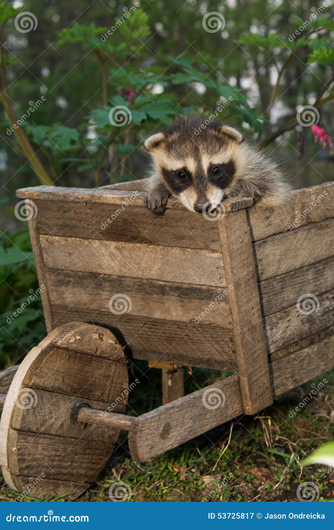 Mapache del bebé imagen de archivo. Imagen de chistoso - 53725817