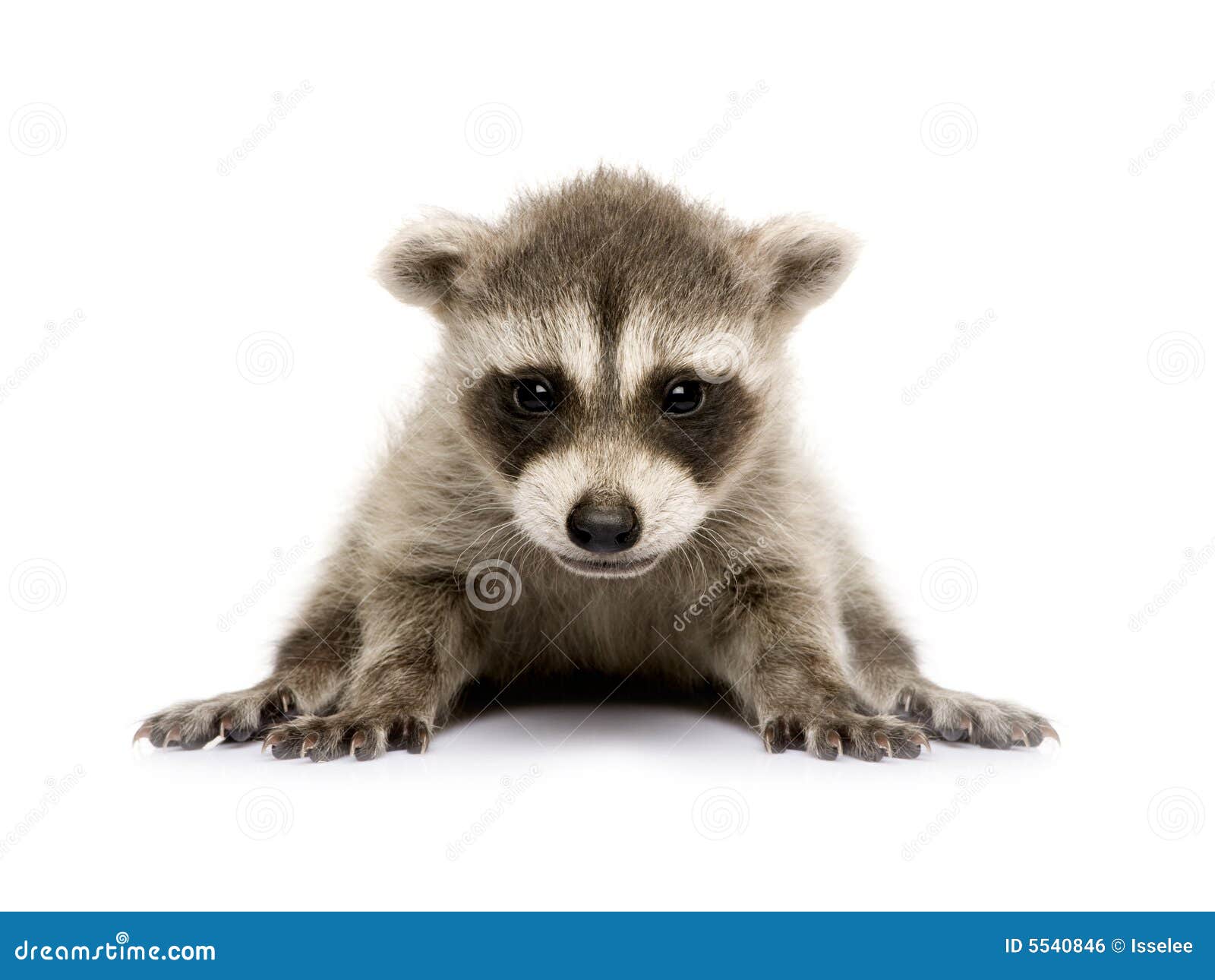 Mapache Del Bebé (6 Semanas) - Lotor Del Procyon Foto de archivo ...