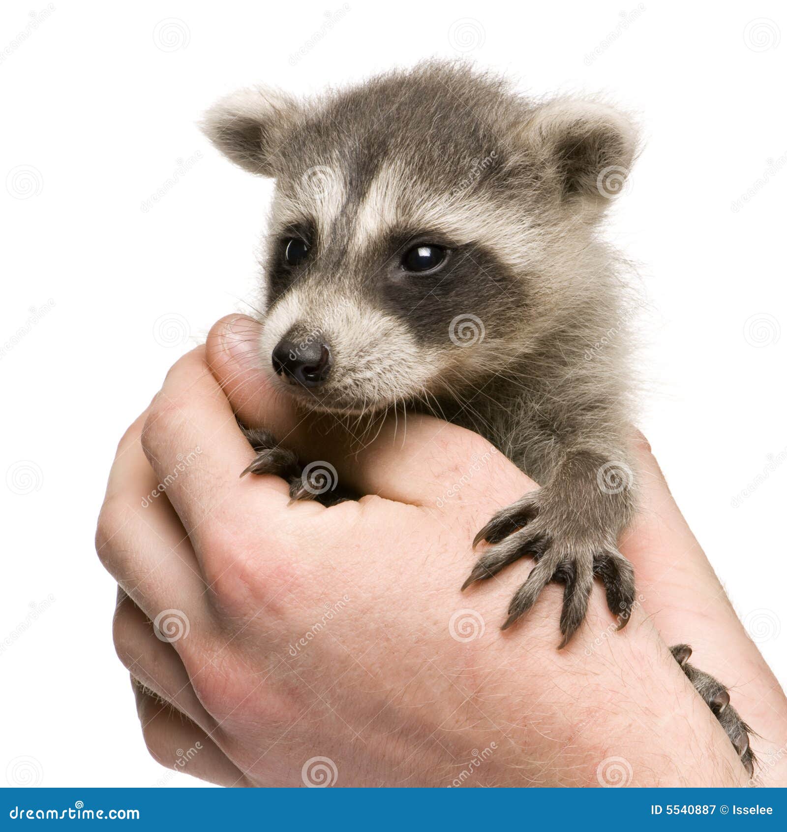 Mapache Del Bebé (6 Semanas) - Lotor Del Procyon Imagen de archivo ...