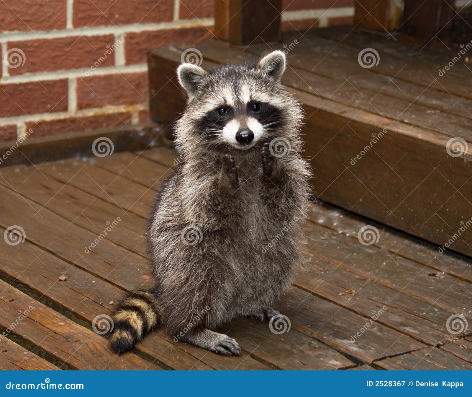 Mapache Del Bebé Del Resorte Imagen de archivo - Imagen de lindo ...