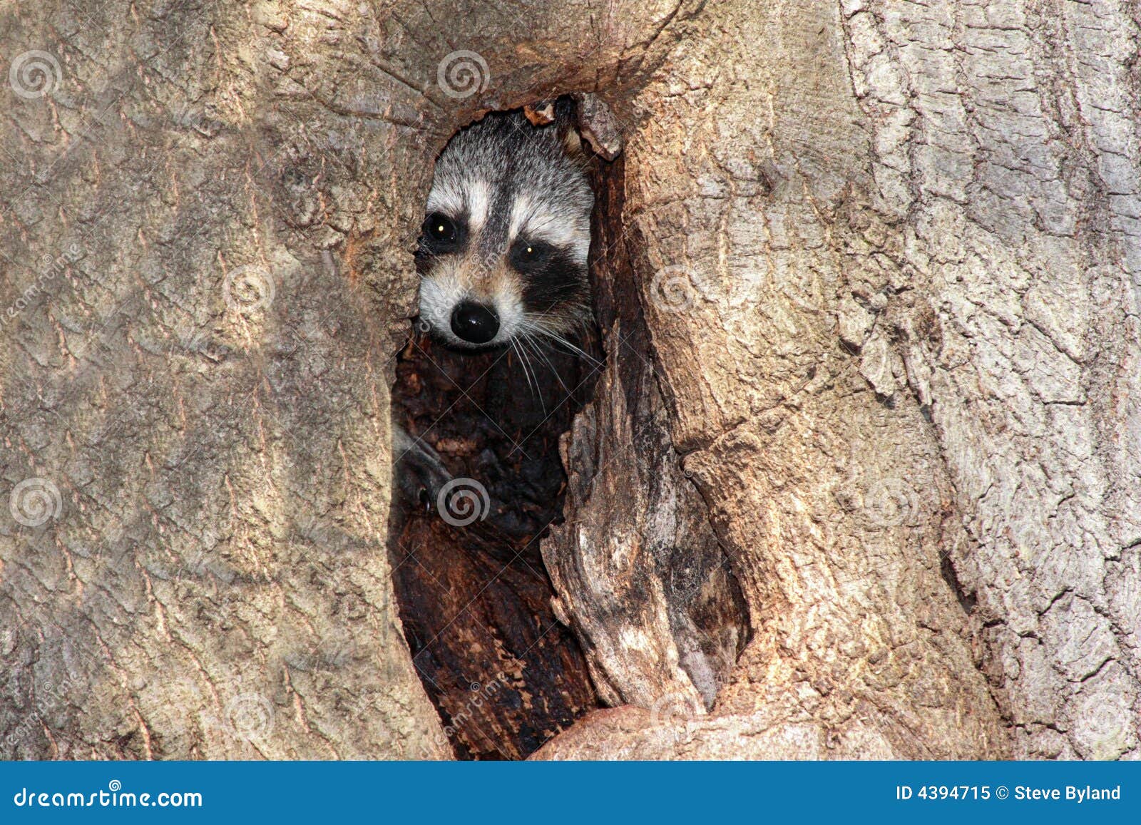 Mapache Del Bebé (lotor Del Procyon) Imagen de archivo - Imagen de ...