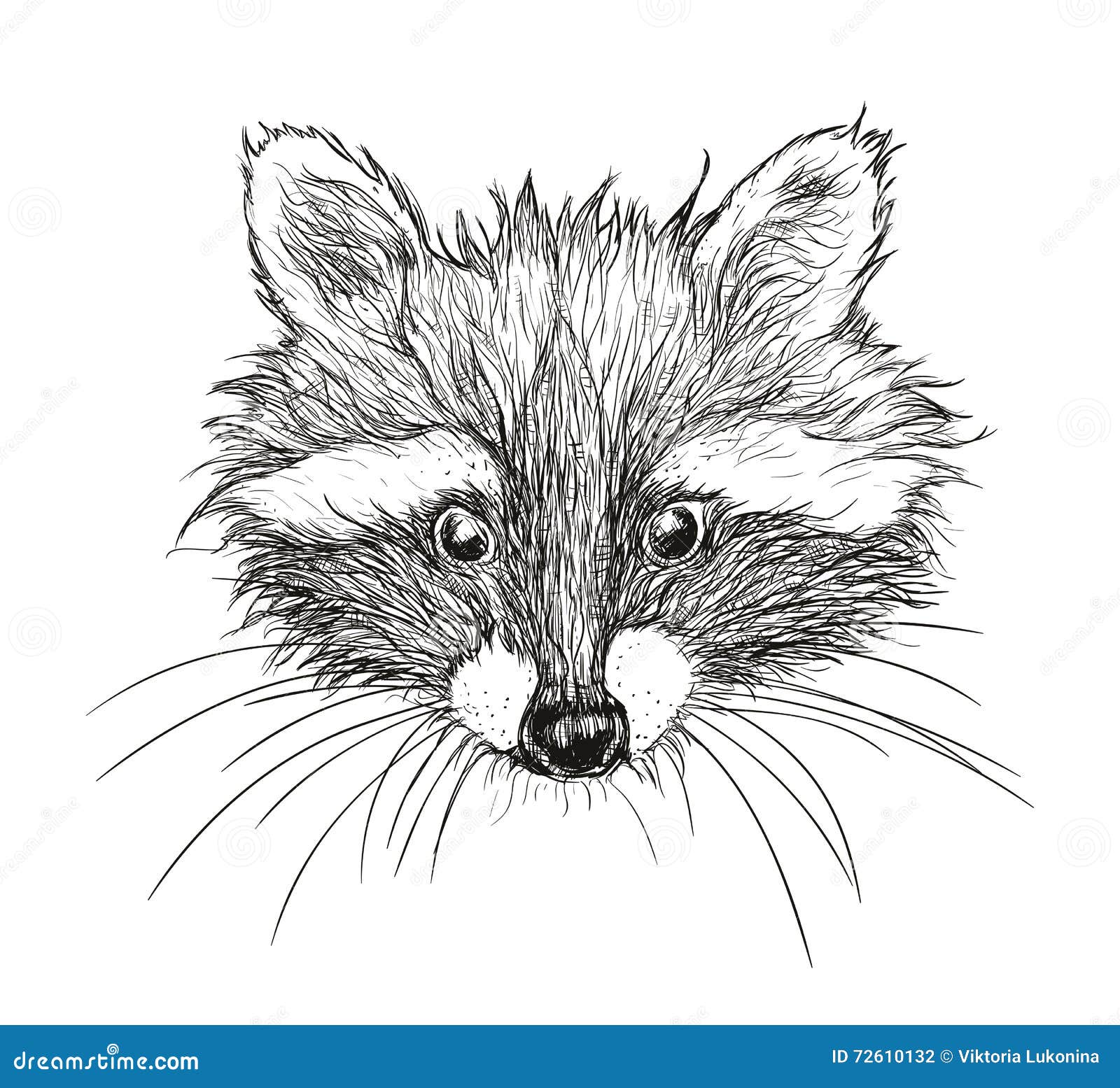 Mapache dibujado mano ilustración del vector. Ilustración de curioso ...