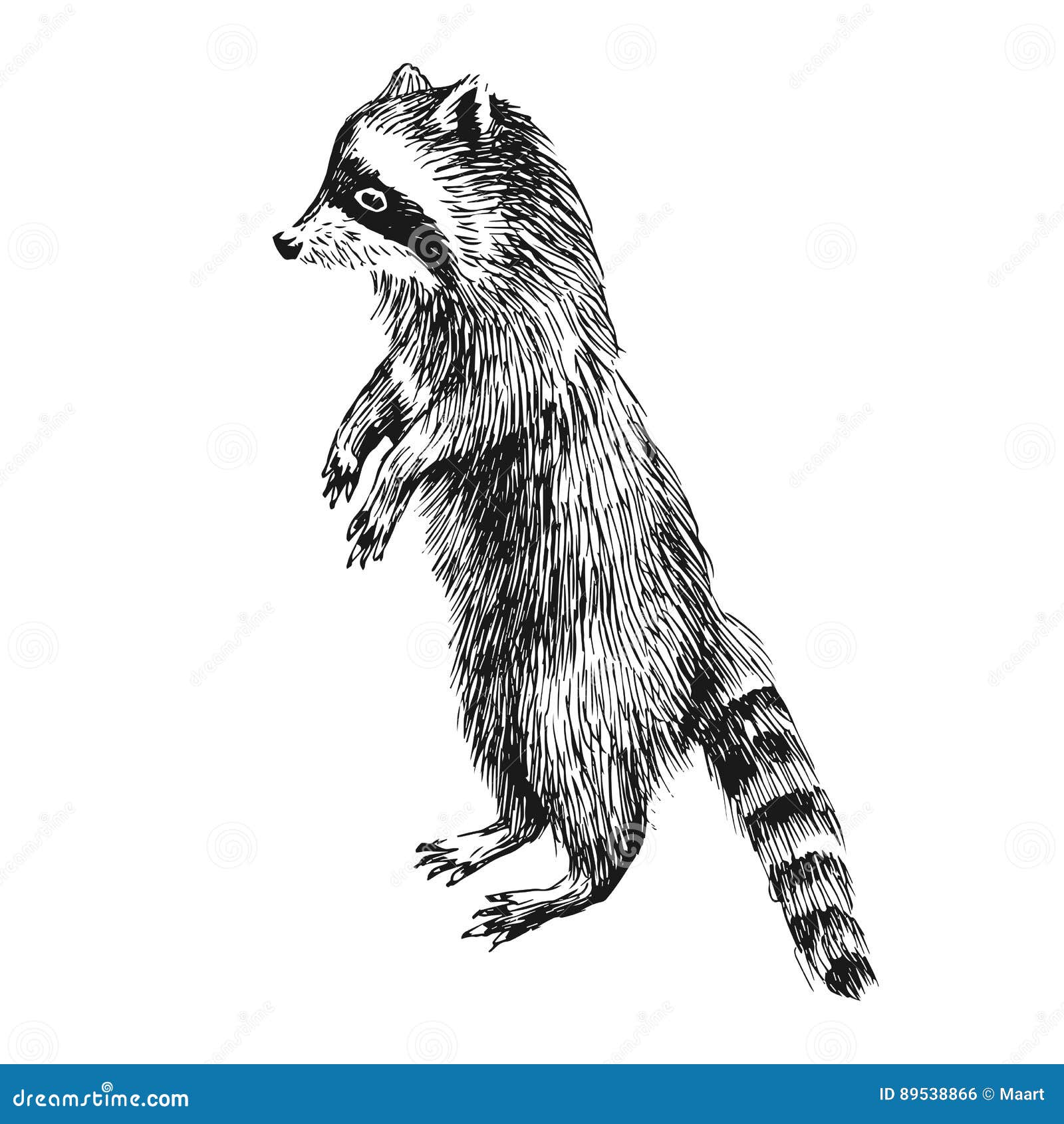 Mapache dibujado mano ilustración del vector. Ilustración de cola ...